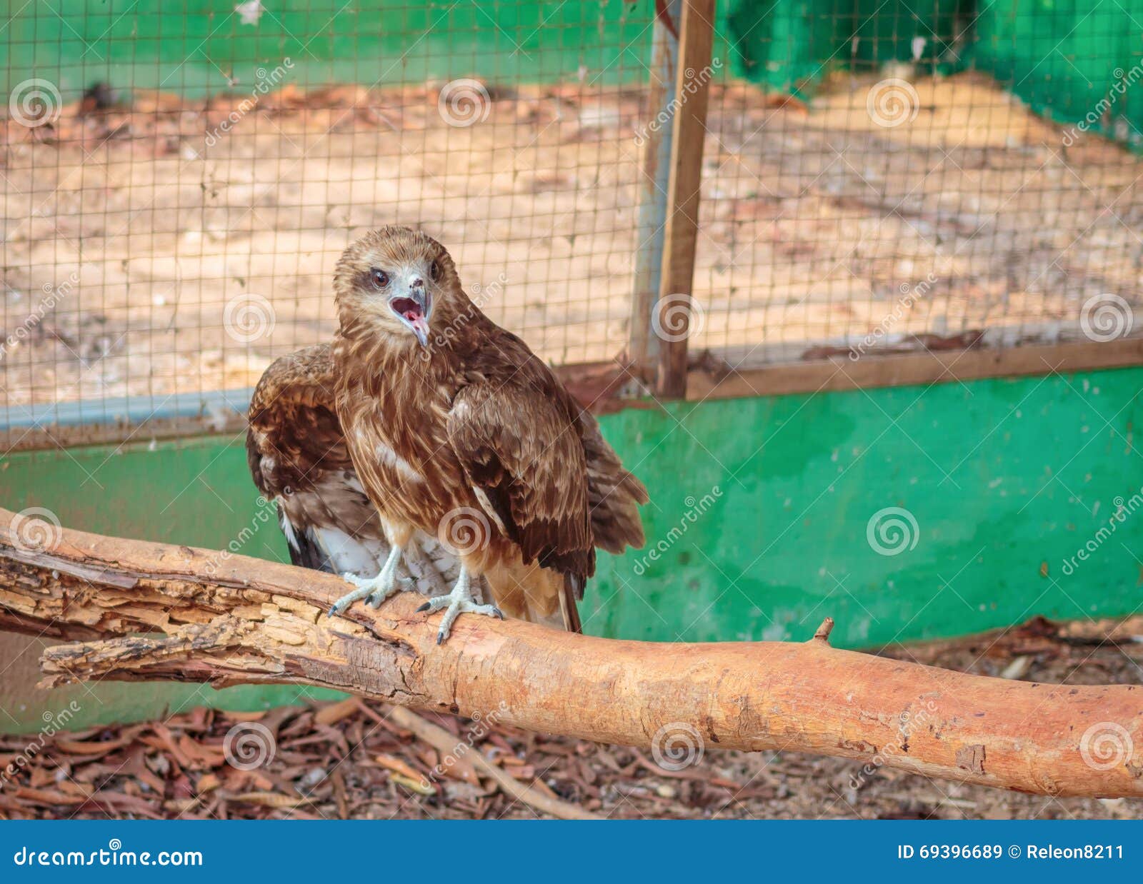 Little Falcon Zoo Cage Stock Photos - Free & Royalty-Free Stock Photos ...