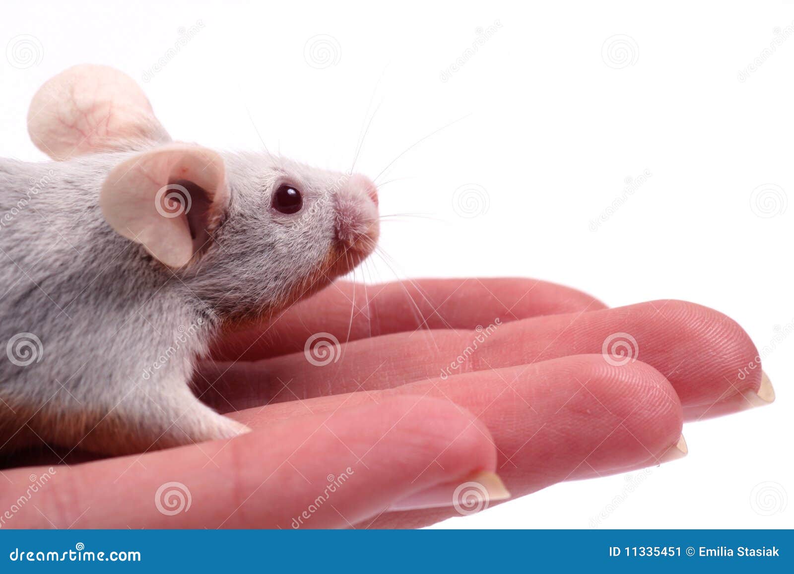 Little fancy mouse stock image. Image of looking, vermin - 11335451