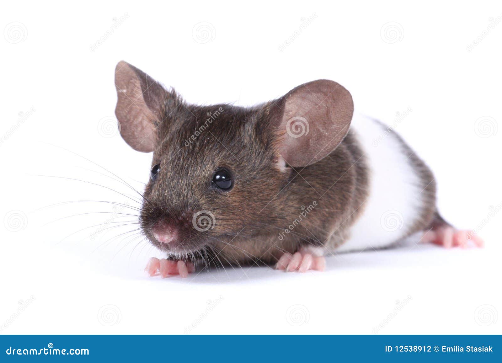 Little fancy mouse stock photo. Image of isolated, fancy - 12538912