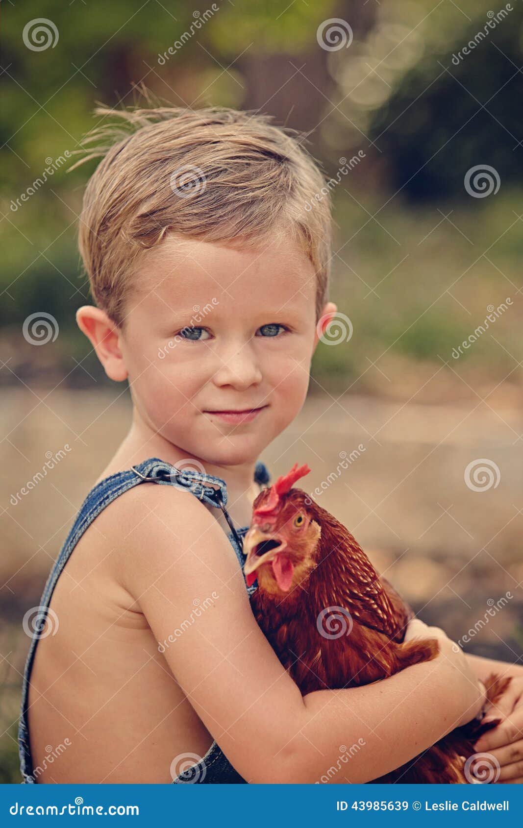 Little Farm Boy and Red Chicken Stock Image - Image of little, farm ...