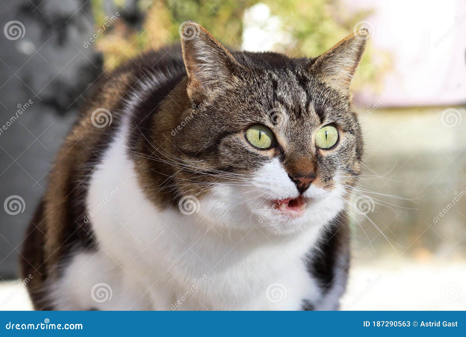 A Little Fat Cat Makes a Surprised Face Expression Stock Image - Image ...