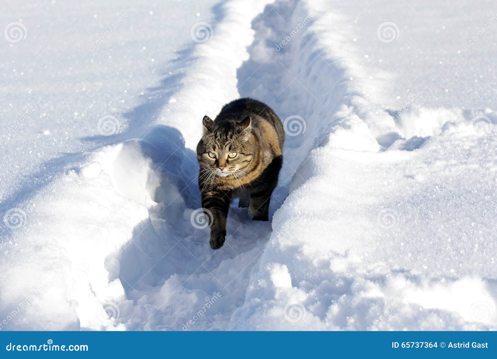 Little Fat Cat Running through Deep Snow Stock Photo - Image of running ...