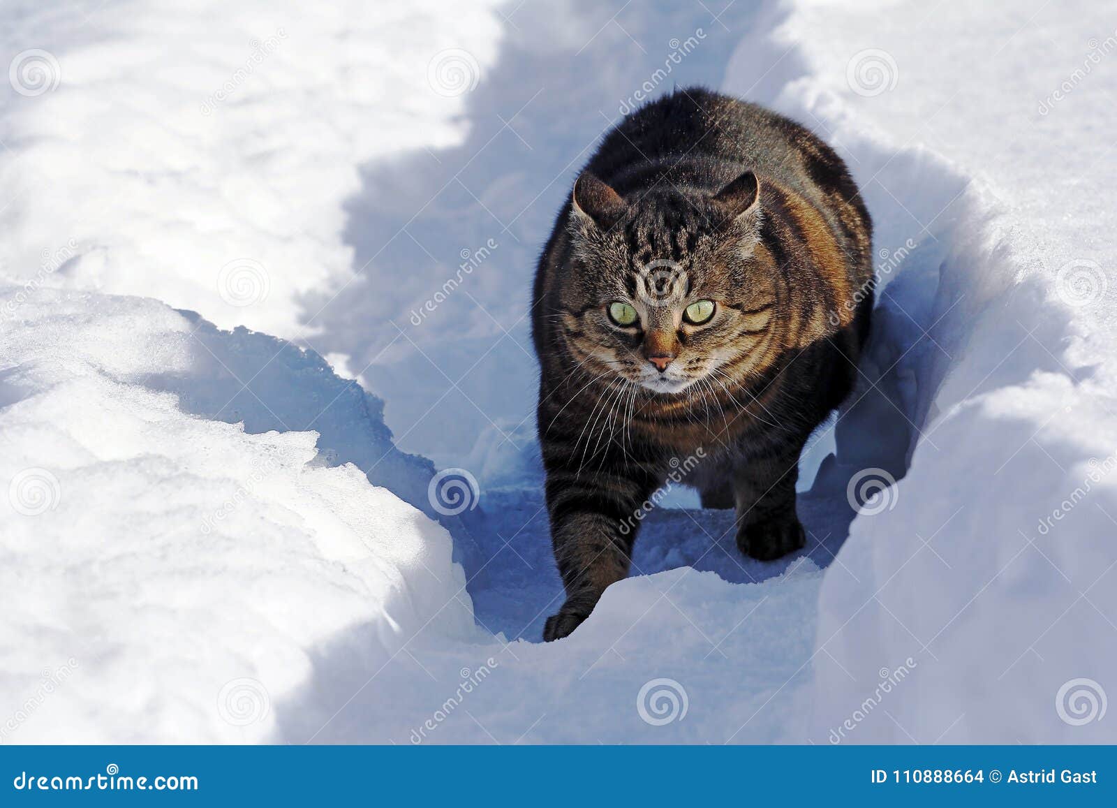 A Little Fat Cat in the Snow is Scared and Makes a Funny Pose Stock ...