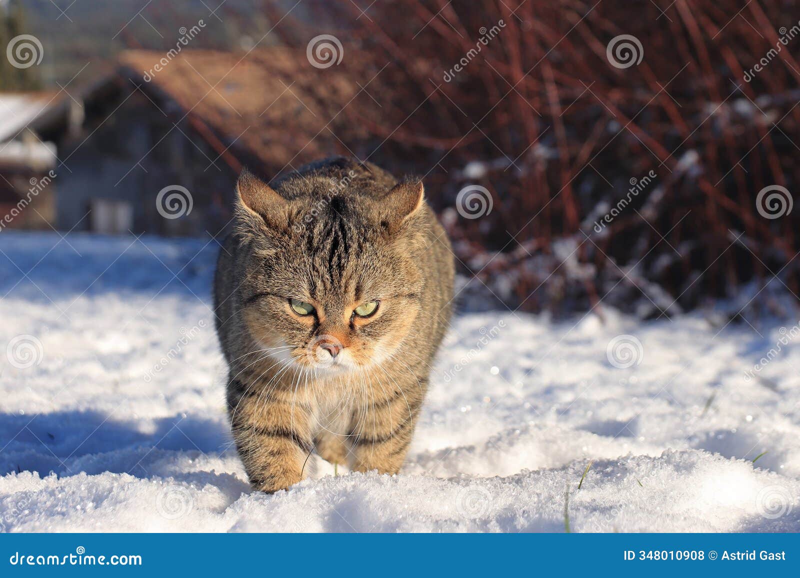 A Little Fat Cat Walks through the Snow Looking Angry Stock Photo ...