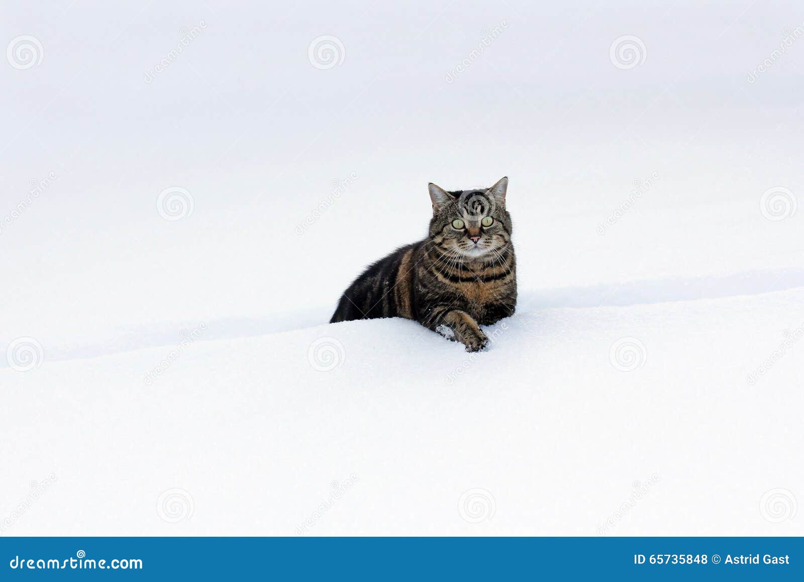 Little Fat Cats in Deep Snow Stock Photo - Image of frosty, attentive ...