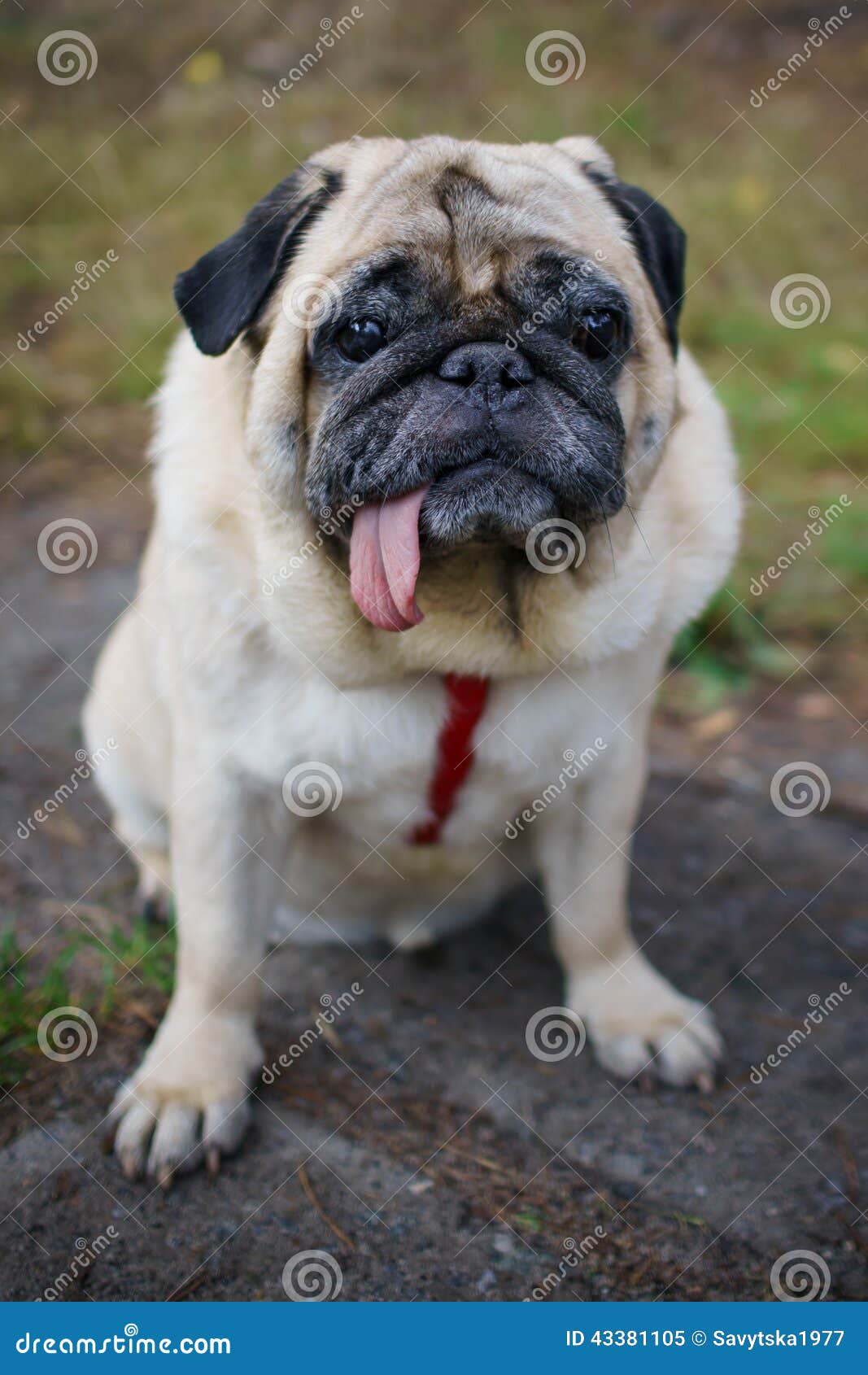 Little fat pug stock image. Image of fawn, collar, puppy - 43381105