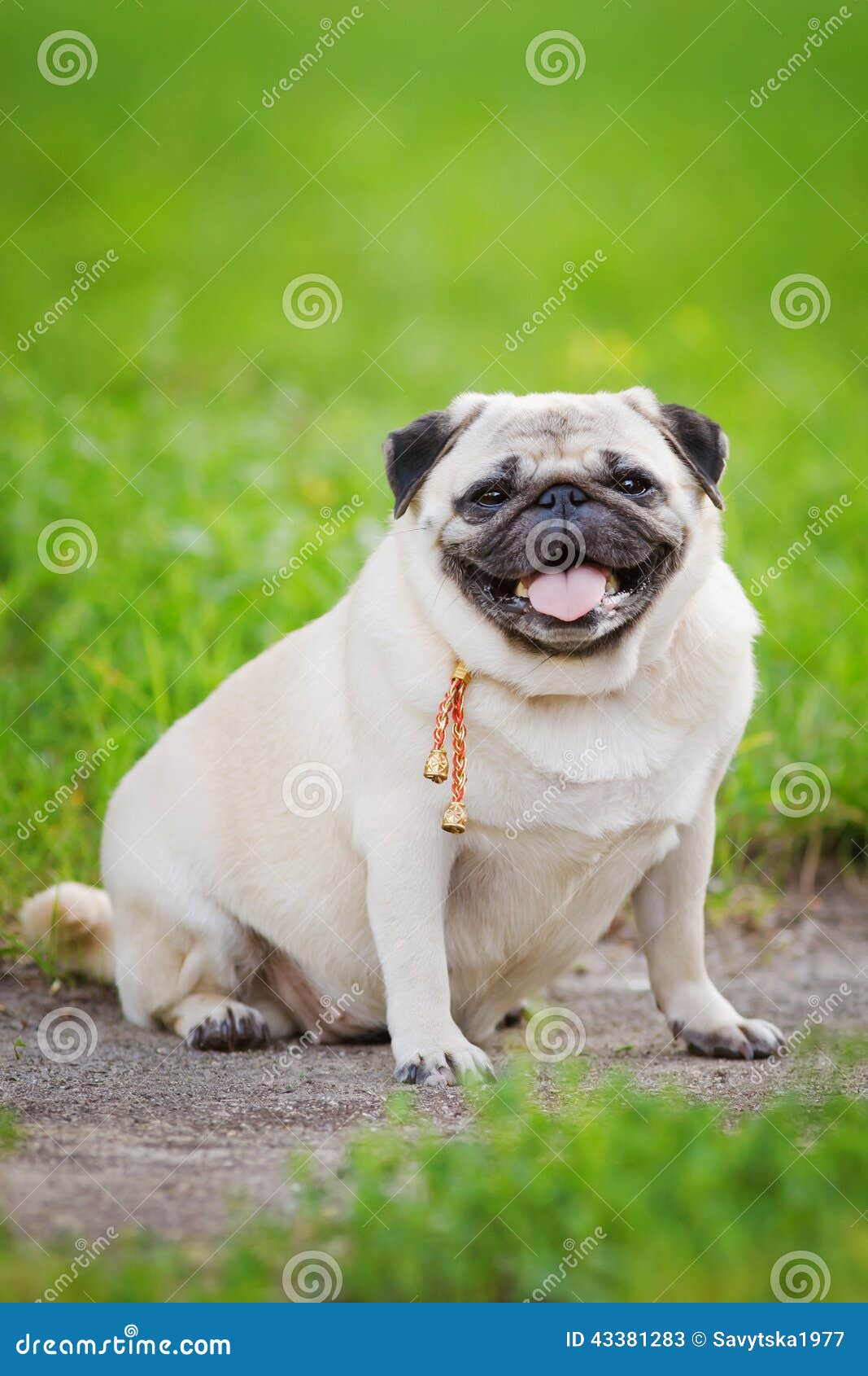 Little fat pug stock image. Image of humor, female, smiling - 43381283