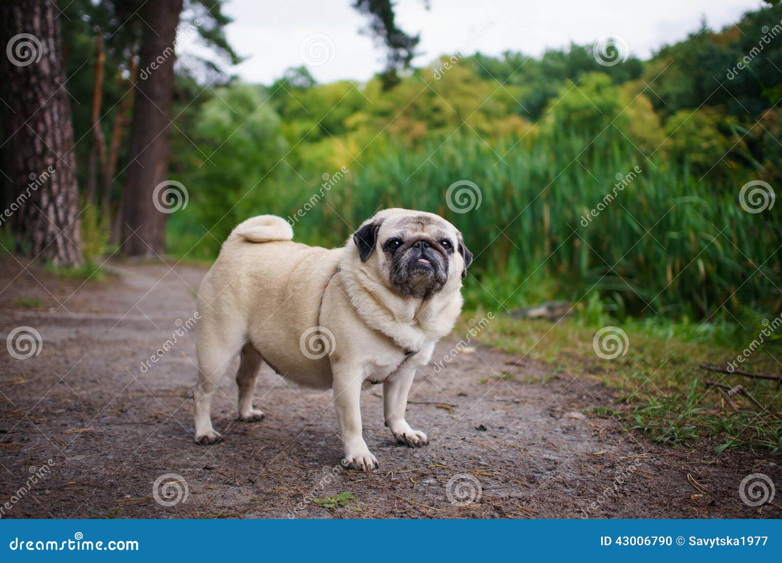 Little fat pug stock photo. Image of canine, domestic - 43006790