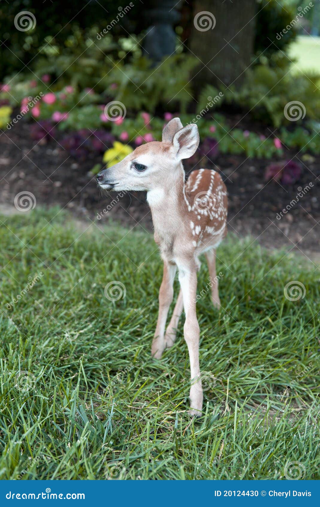 Little Fawn stock photo. Image of mammal, spotted, grass - 20124430