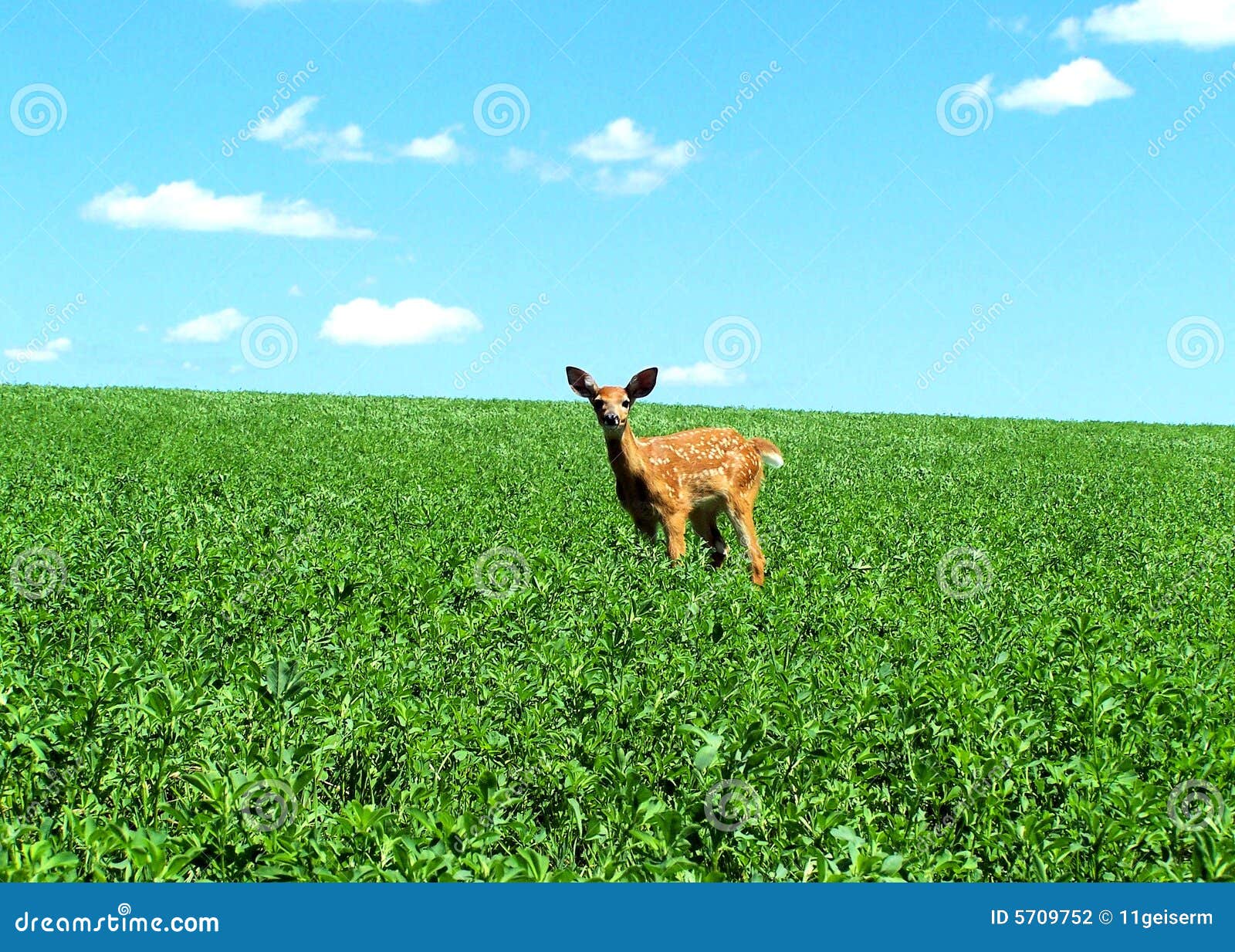 Little Fawn stock photo. Image of wisconsin, spring, baby - 5709752