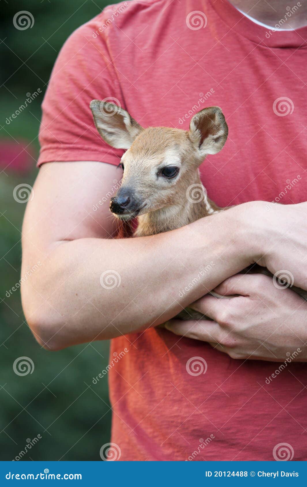 Little Fawn Closeup stock photo. Image of newborn, fawn - 20124488