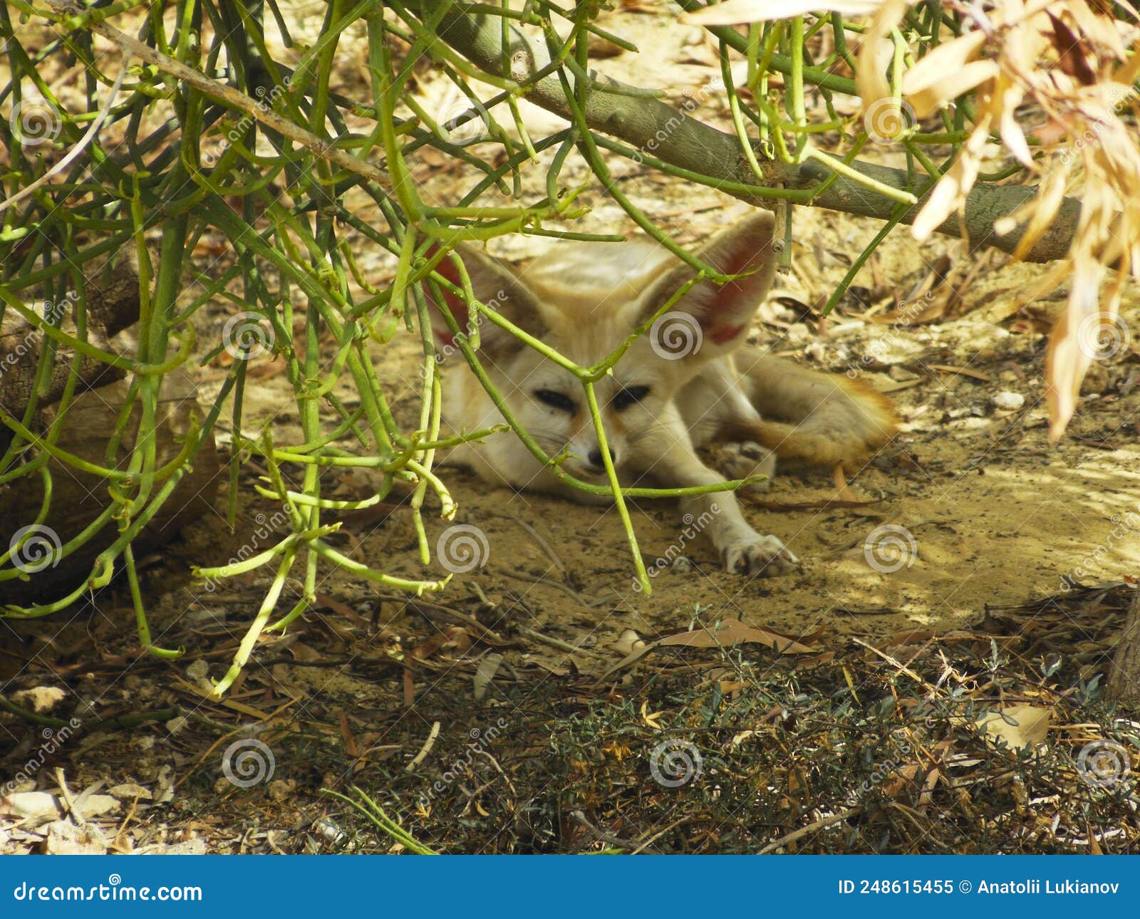 Little Fennec Fox is Resting in the Shade of Tree Leaves Stock Image ...