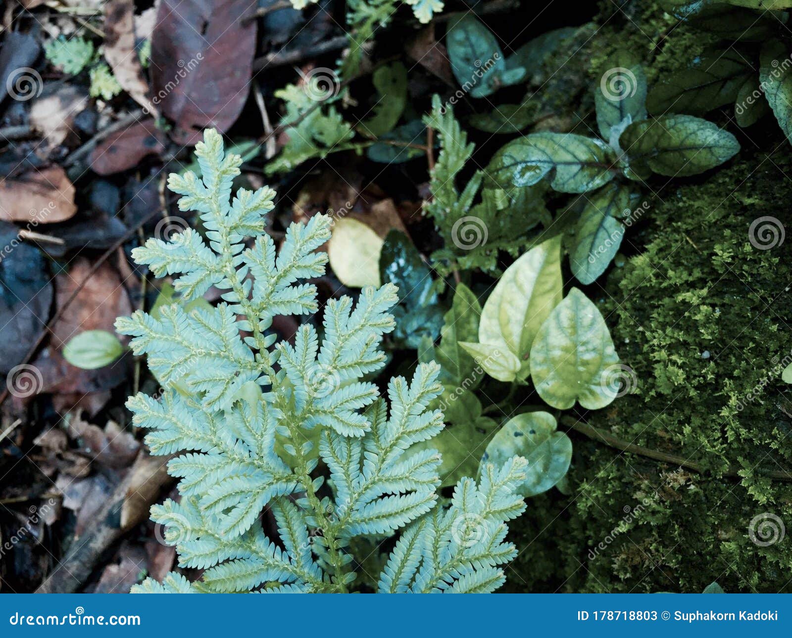 A little fern stock image. Image of fern, little, kind - 178718803