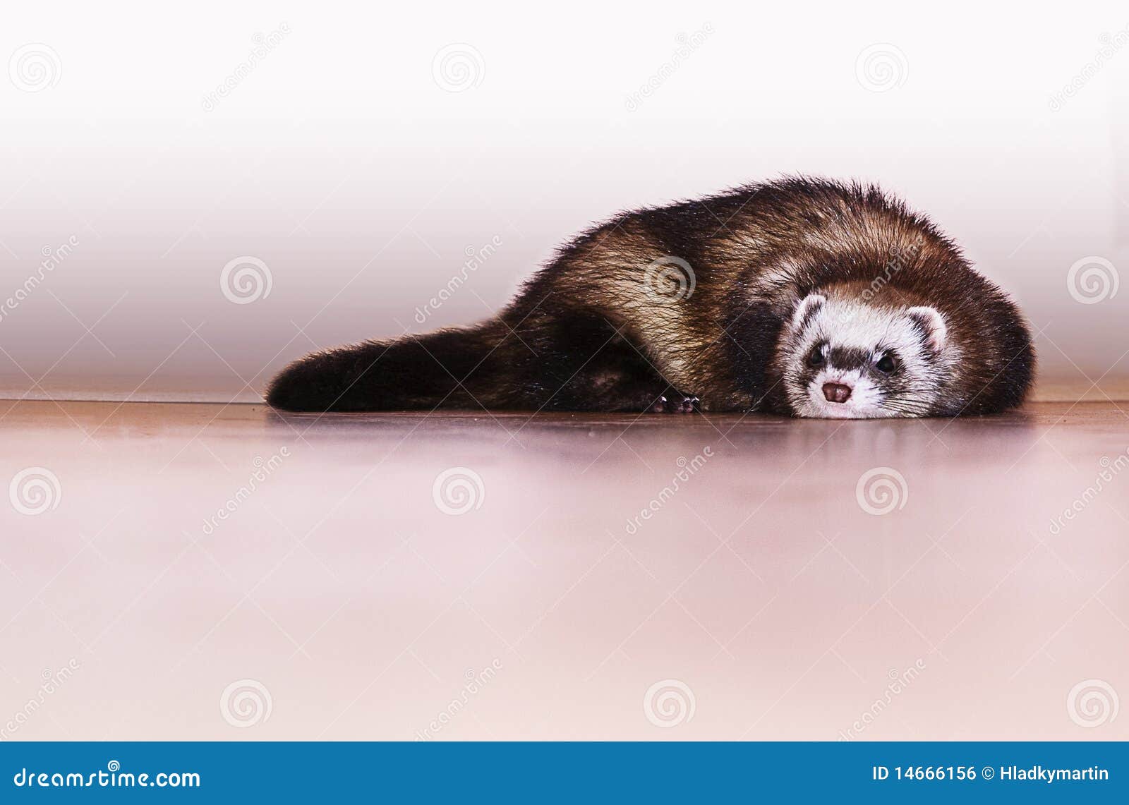 Ferts Stock Photos - Free & Royalty-Free Stock Photos from Dreamstime