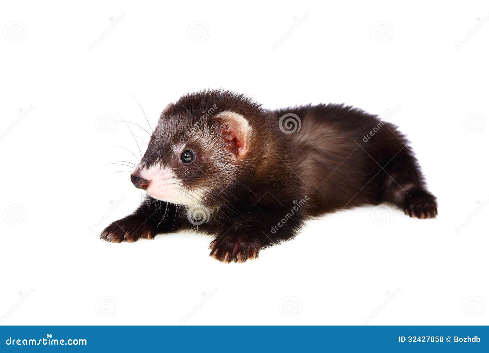 Little ferret stock photo. Image of animal, fury, indoor - 32427050