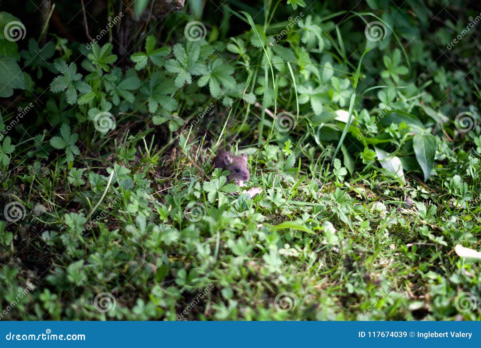 Little Field Mouse in a Bush Stock Image - Image of mouse, bush: 117674039