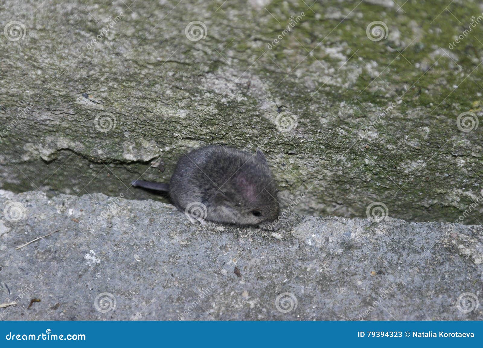 Little Field Mouse Stock Image | CartoonDealer.com #124696153