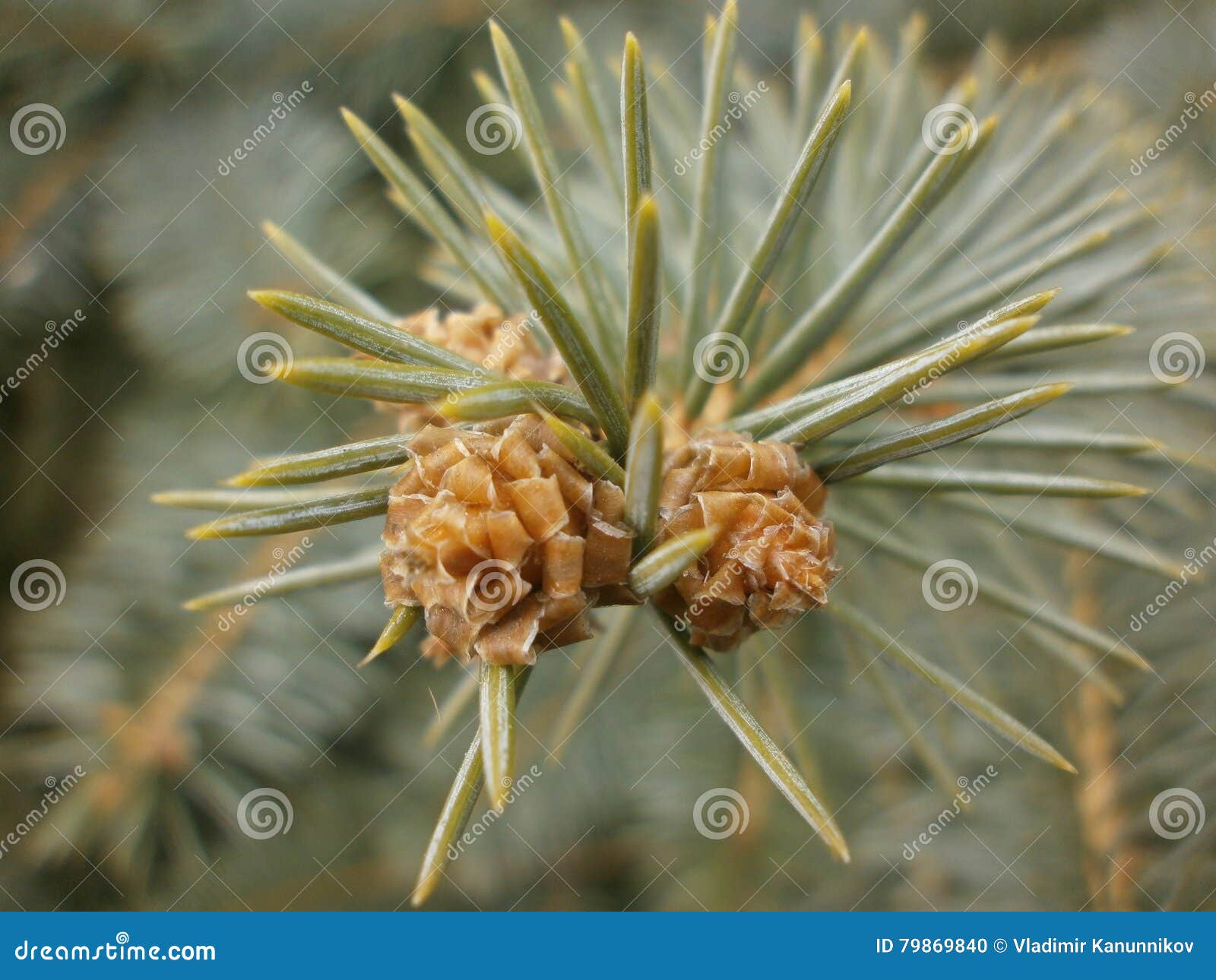 Little fir-tree cones stock photo. Image of buds, coniferous - 79869840