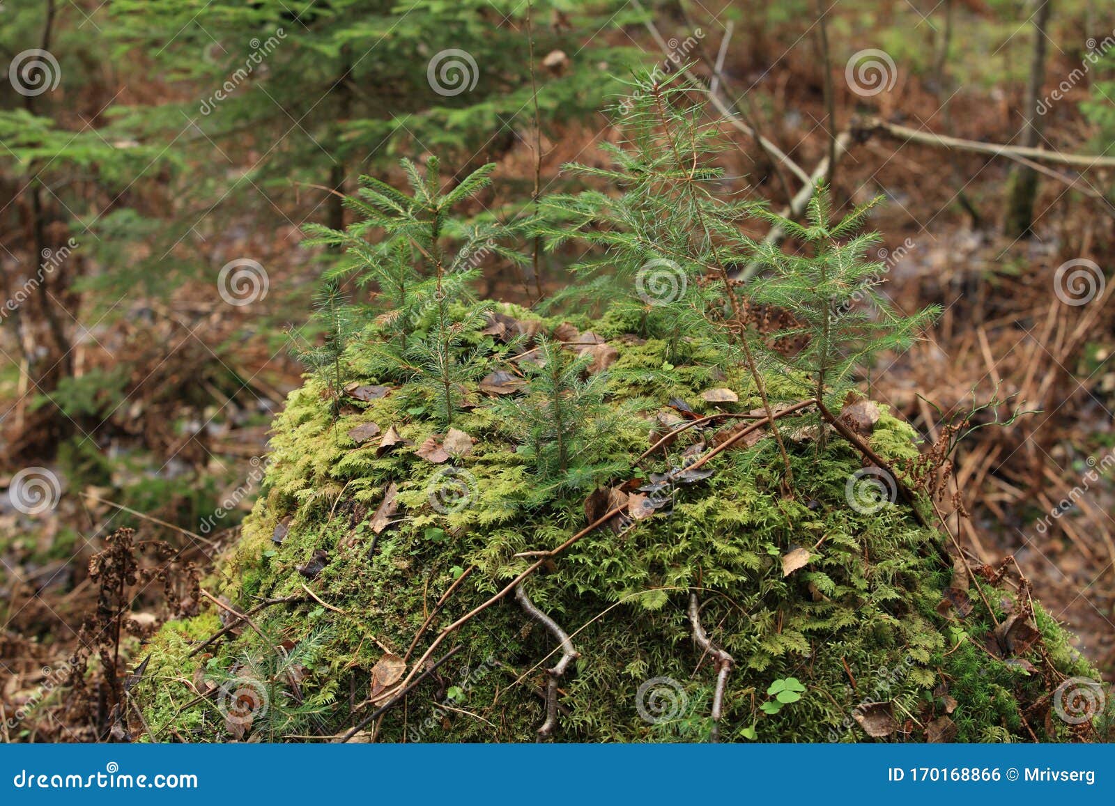 Little fir tree stock photo. Image of spruce, fresh - 170168866