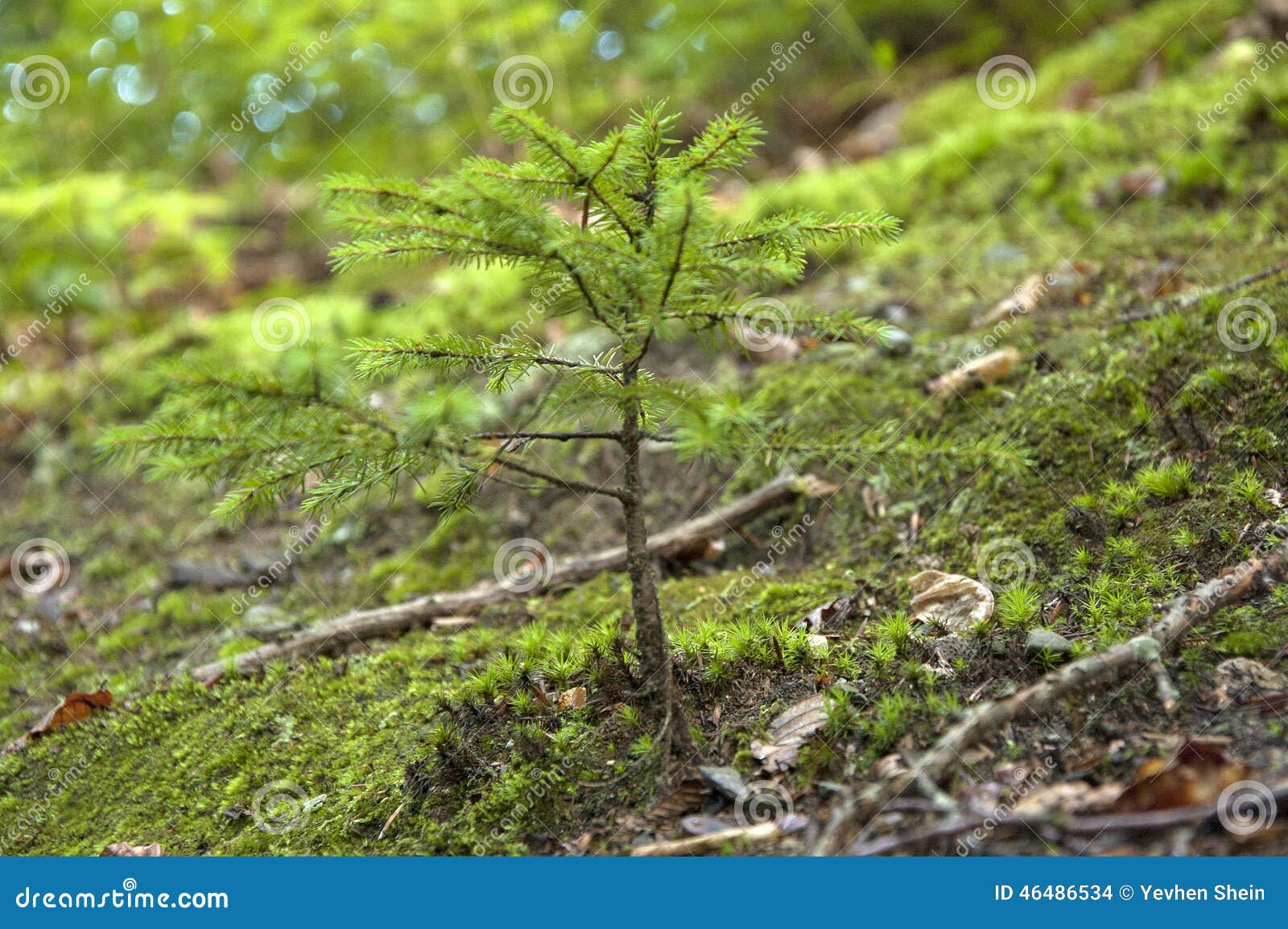 Little Fir stock photo. Image of flora, coniferous, ecological - 46486534
