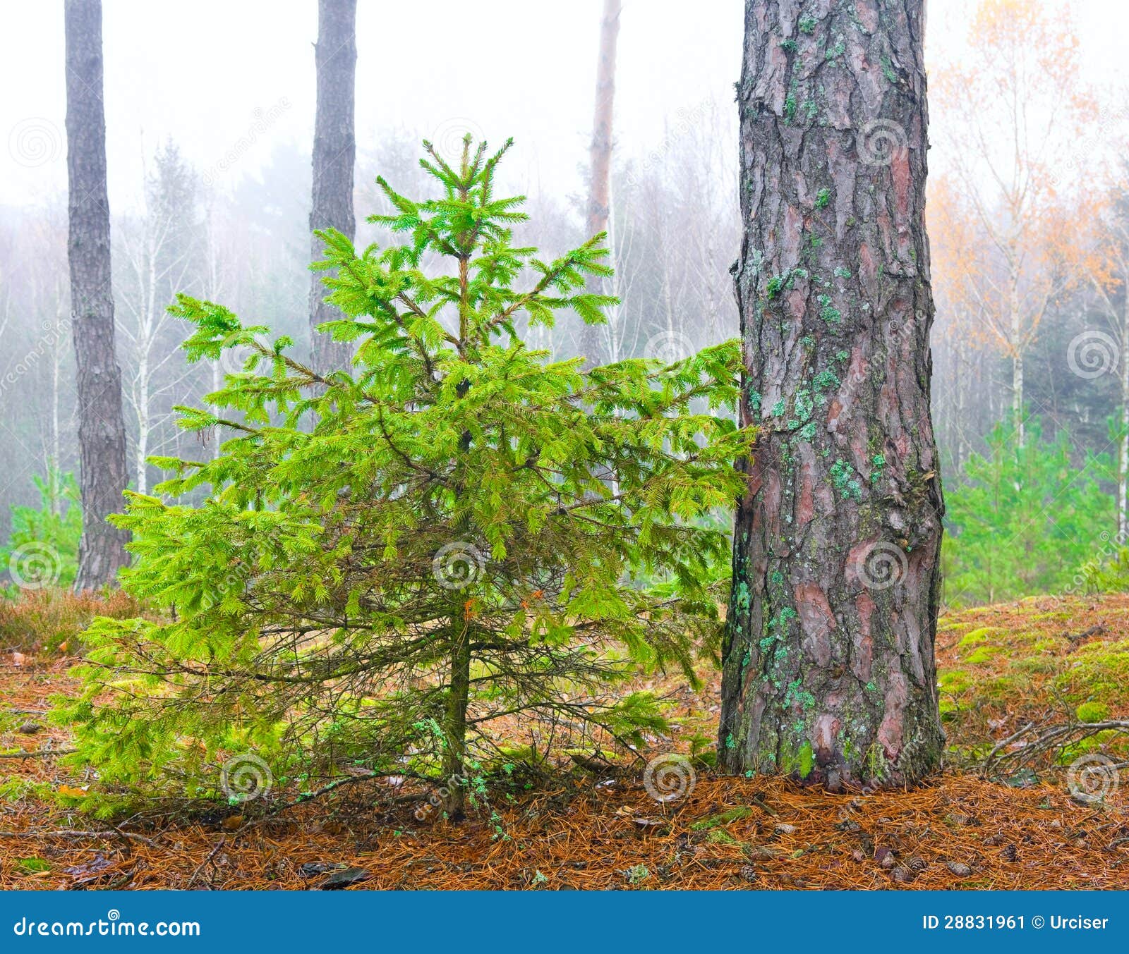 Little Fir-tree in Misty Weather Stock Image - Image of cold, twig ...