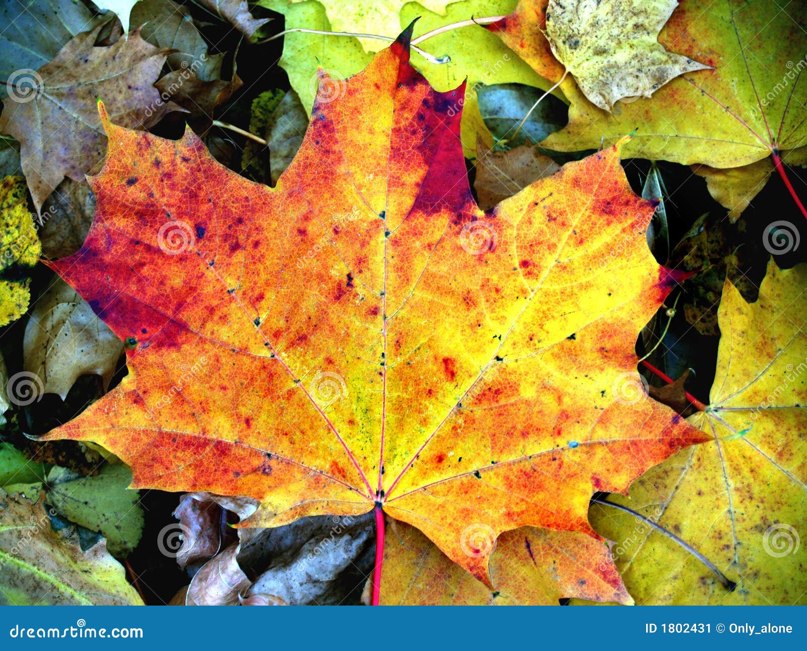 Little fire stock image. Image of leaf, nature, forests - 1802431