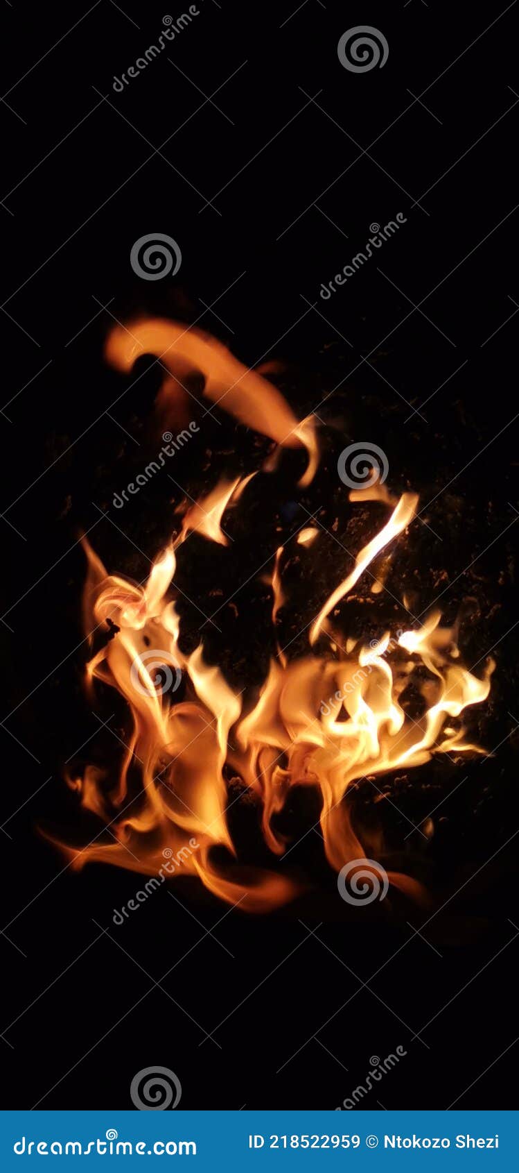 Little Red Fire Ant Stock Image | CartoonDealer.com #258579385