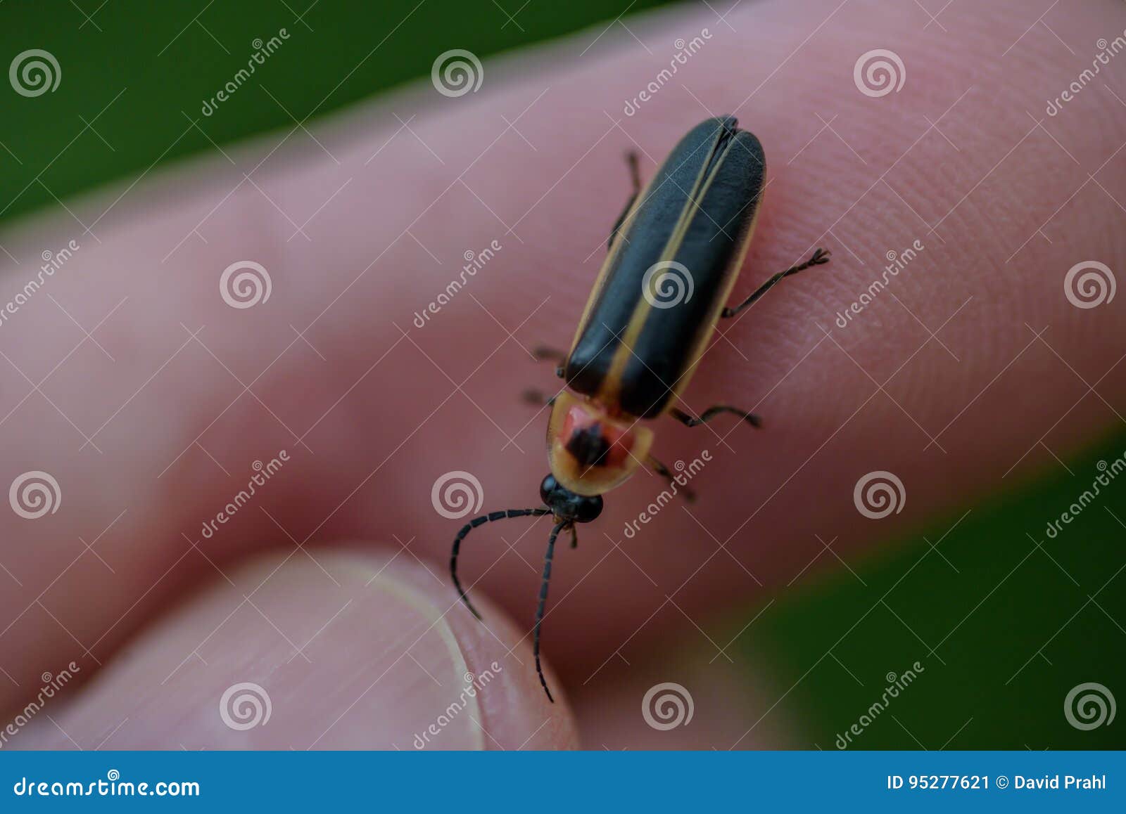 Little firefly on a finger stock image. Image of daylight - 95277621