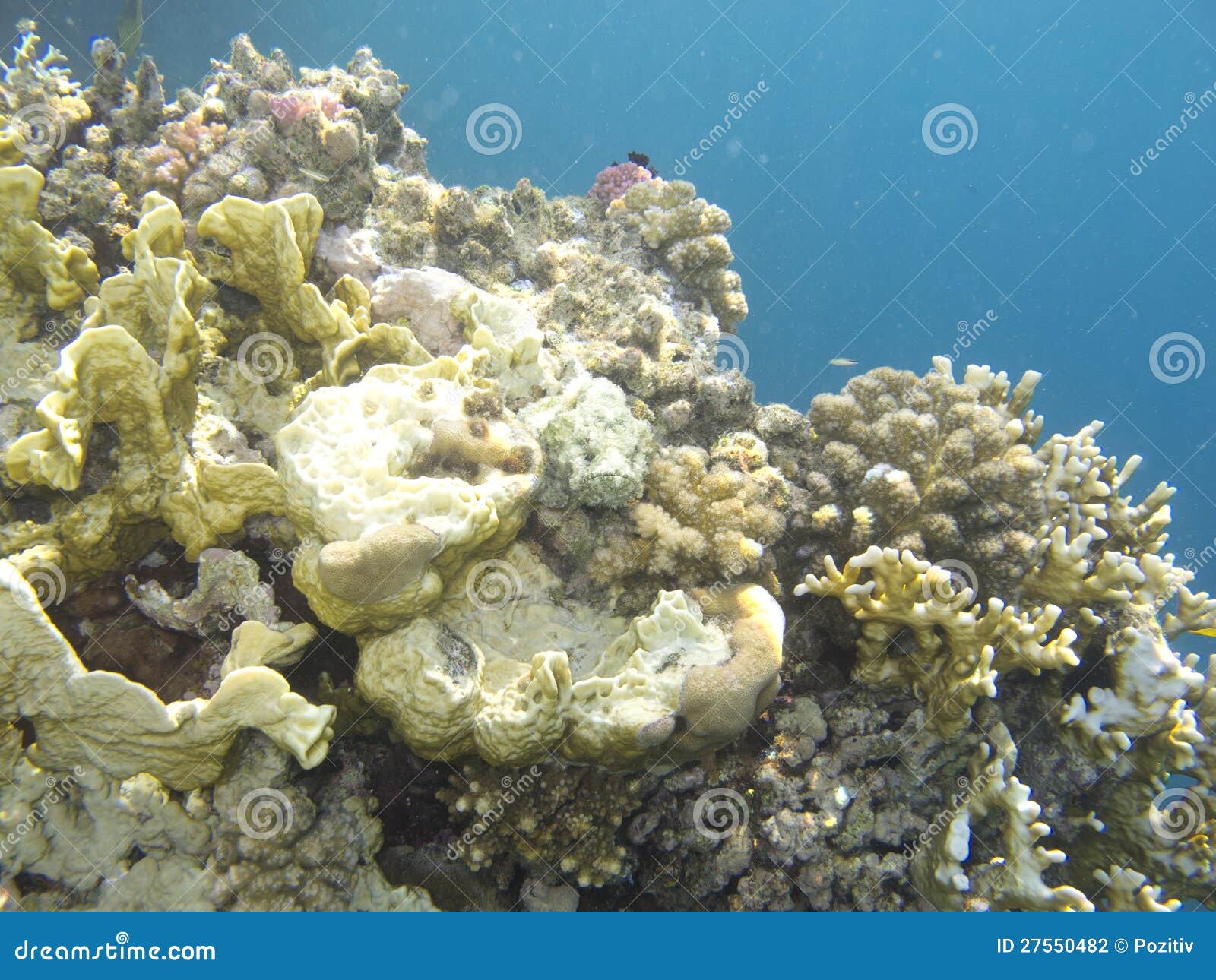 The Little Fish stock photo. Image of blue, marine, fish - 27550482