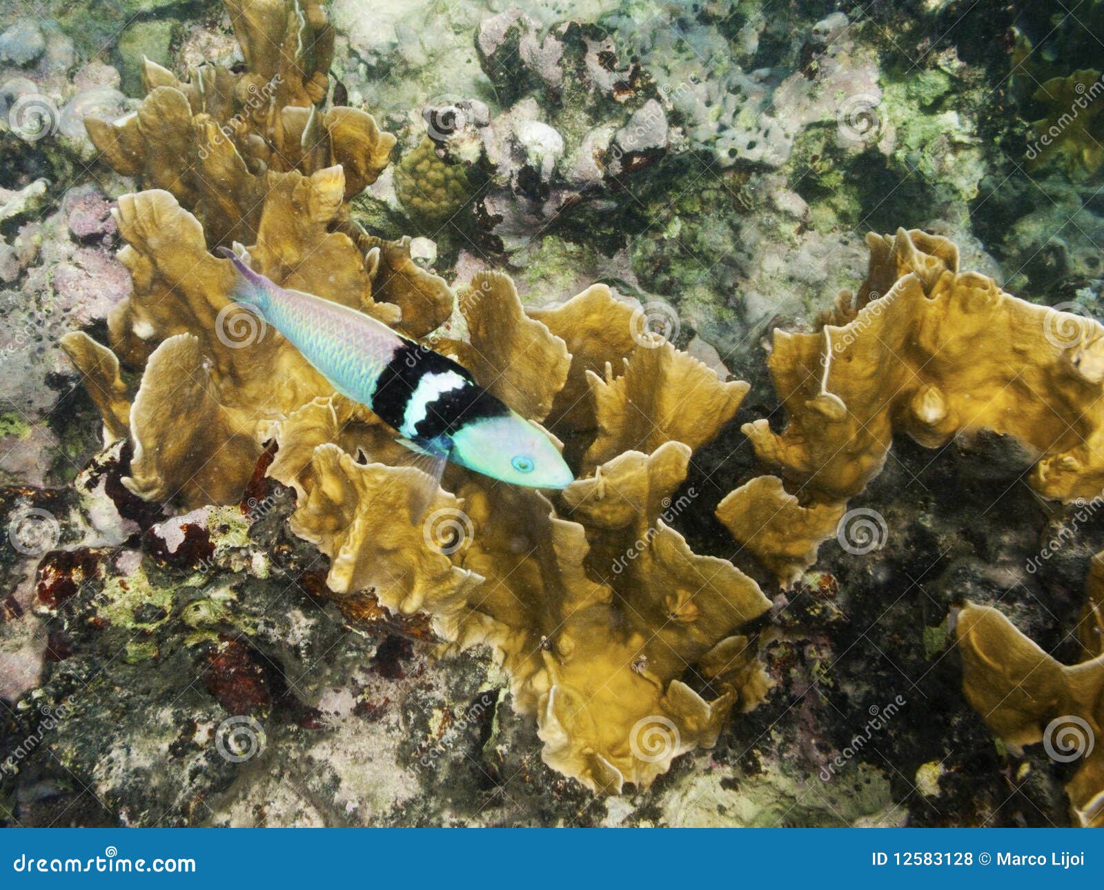 Little fish on coral reef stock photo. Image of nature - 12583128