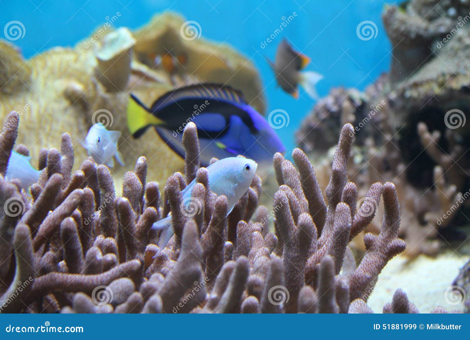 Little Fish in the Coral Reefs Editorial Stock Image - Image of ocean ...