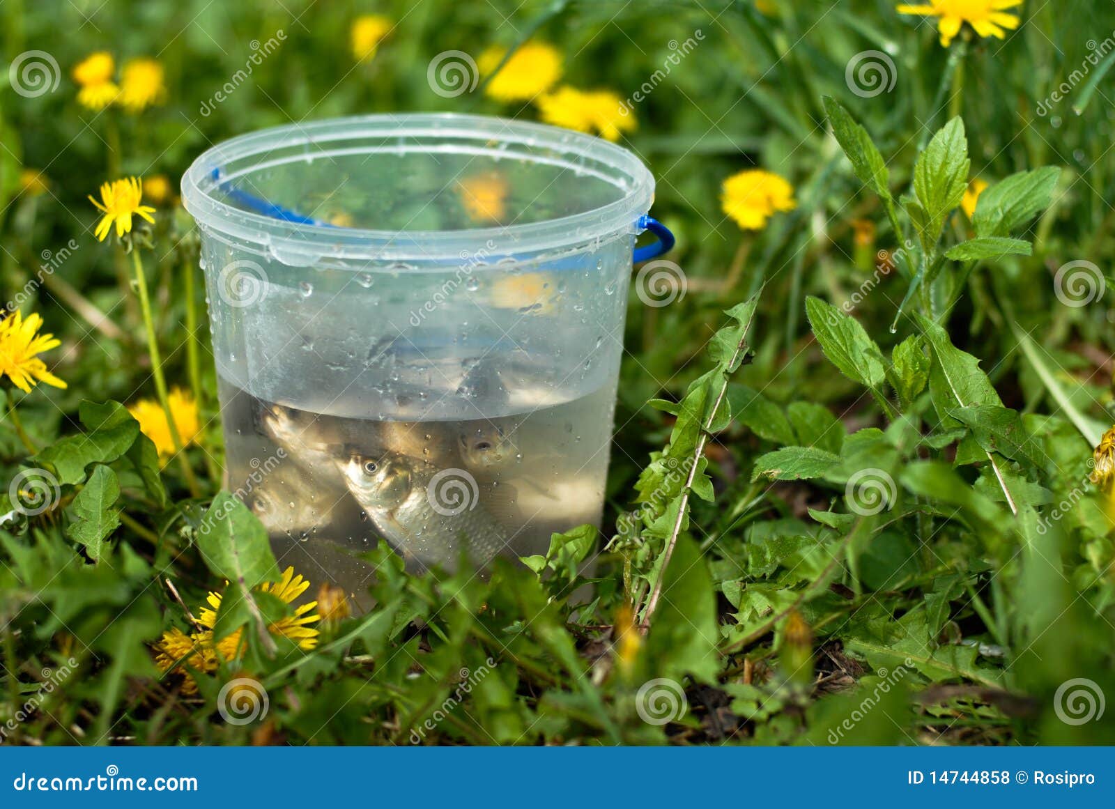 Little Fish Crowded in the Plastic Bucket Stock Photo - Image of filled ...