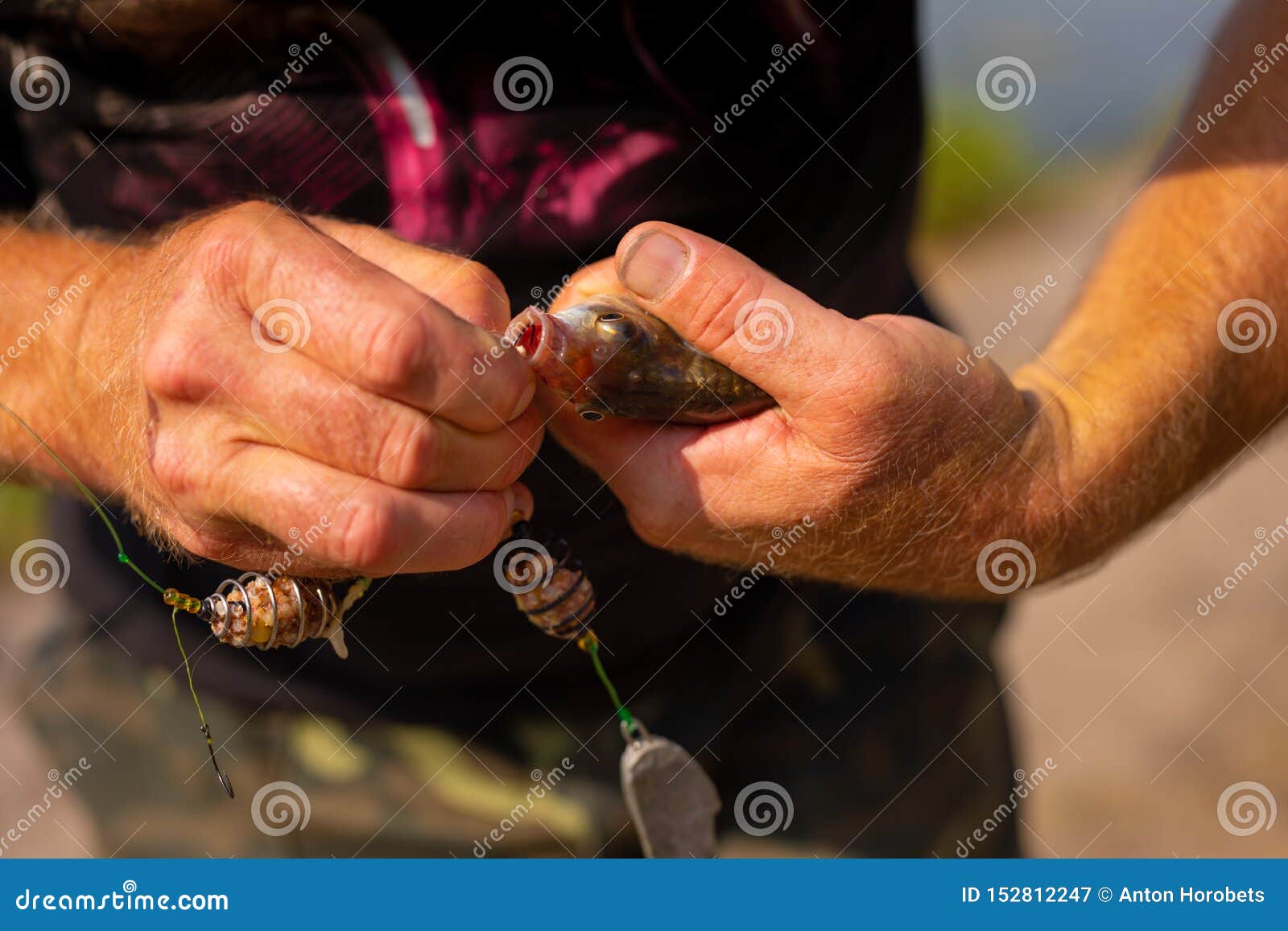 Little Fish in a Fisherman Hands Stock Image - Image of angler, fish ...