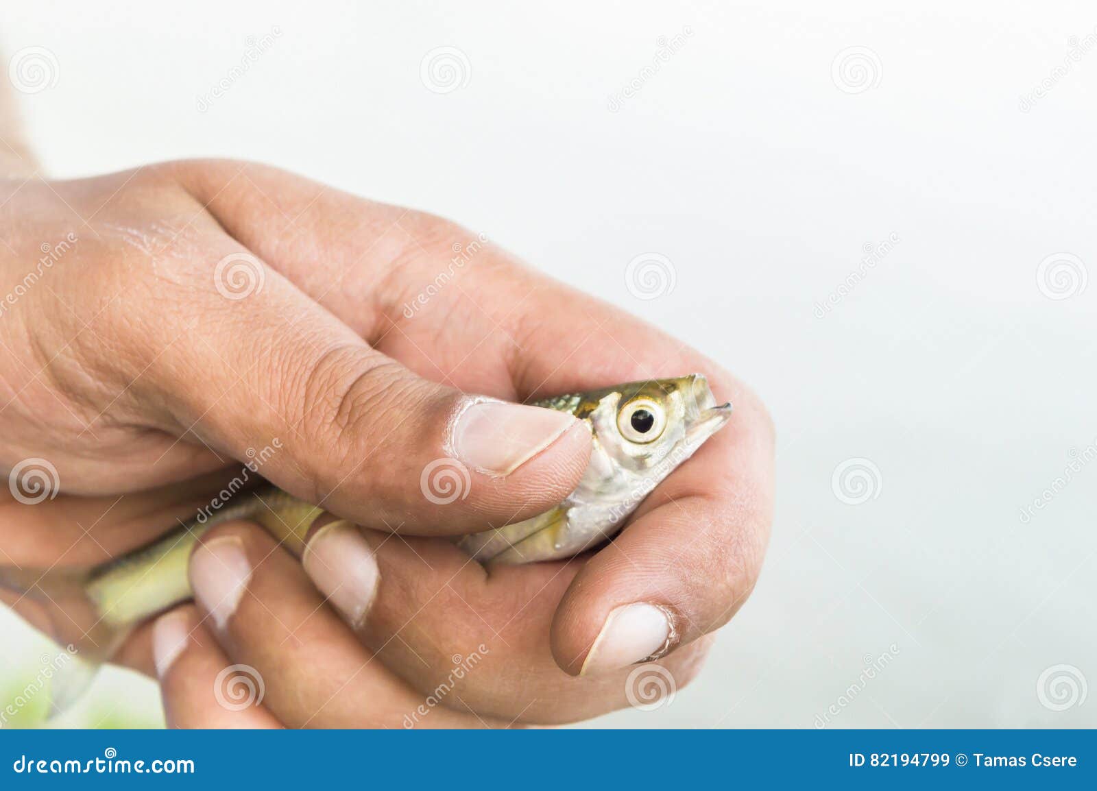 Little Fish in Fisherman Hands Isolated Stock Image - Image of ecology ...