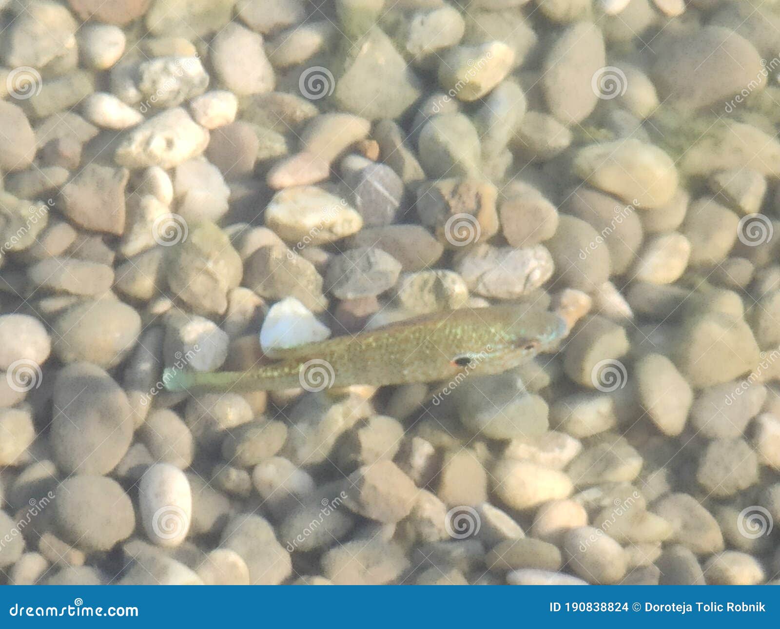 Little fish friend stock photo. Image of fish, wildlife - 190838824