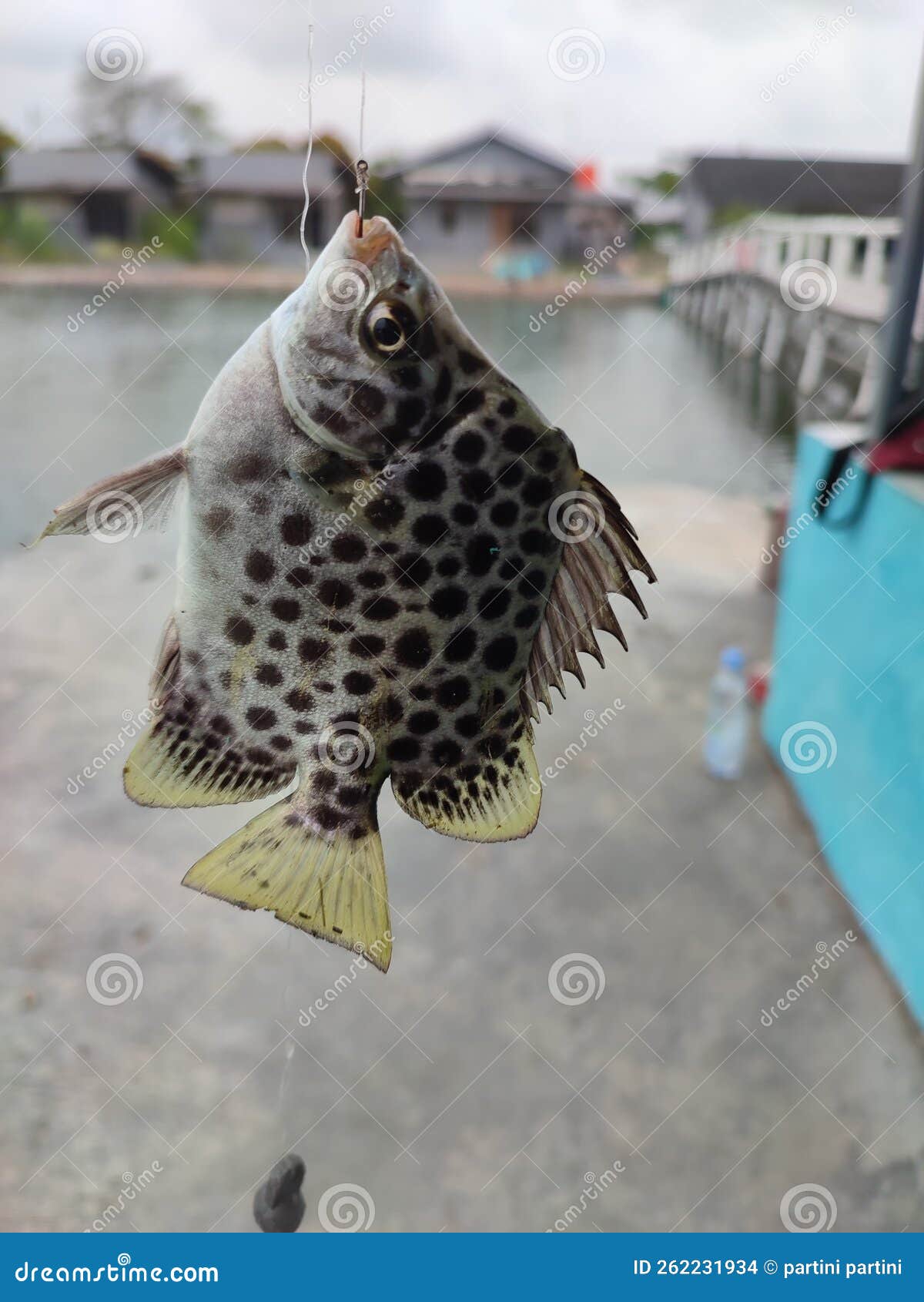 Little Fish Grabbed on the Pond! Stock Photo - Image of fishing ...