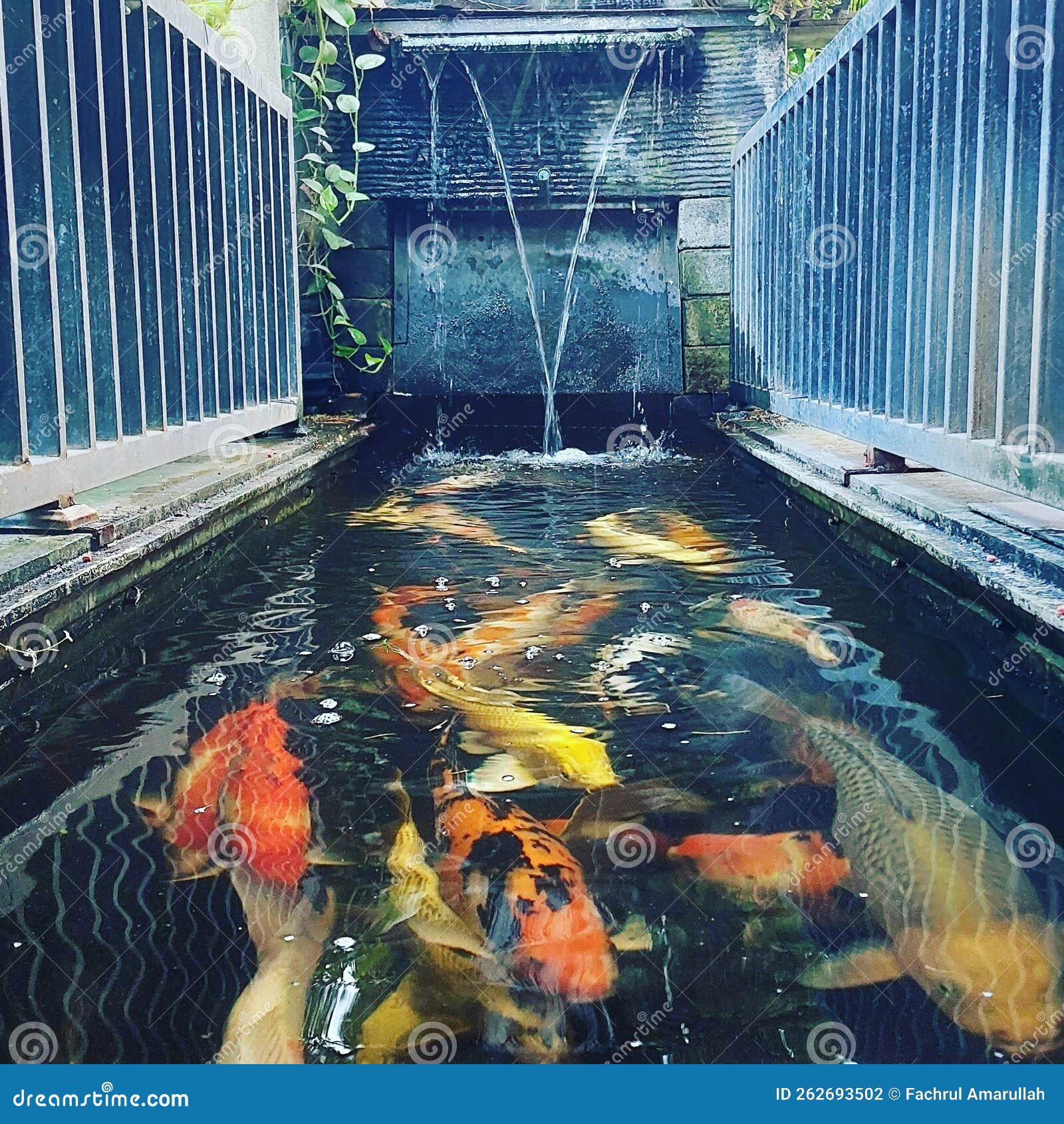 The little fish grow big stock photo. Image of blue - 262693502