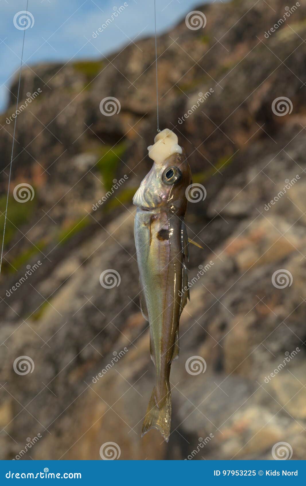 Little Fish on the Hook.Fish Caught in the Sea Stock Image - Image of ...