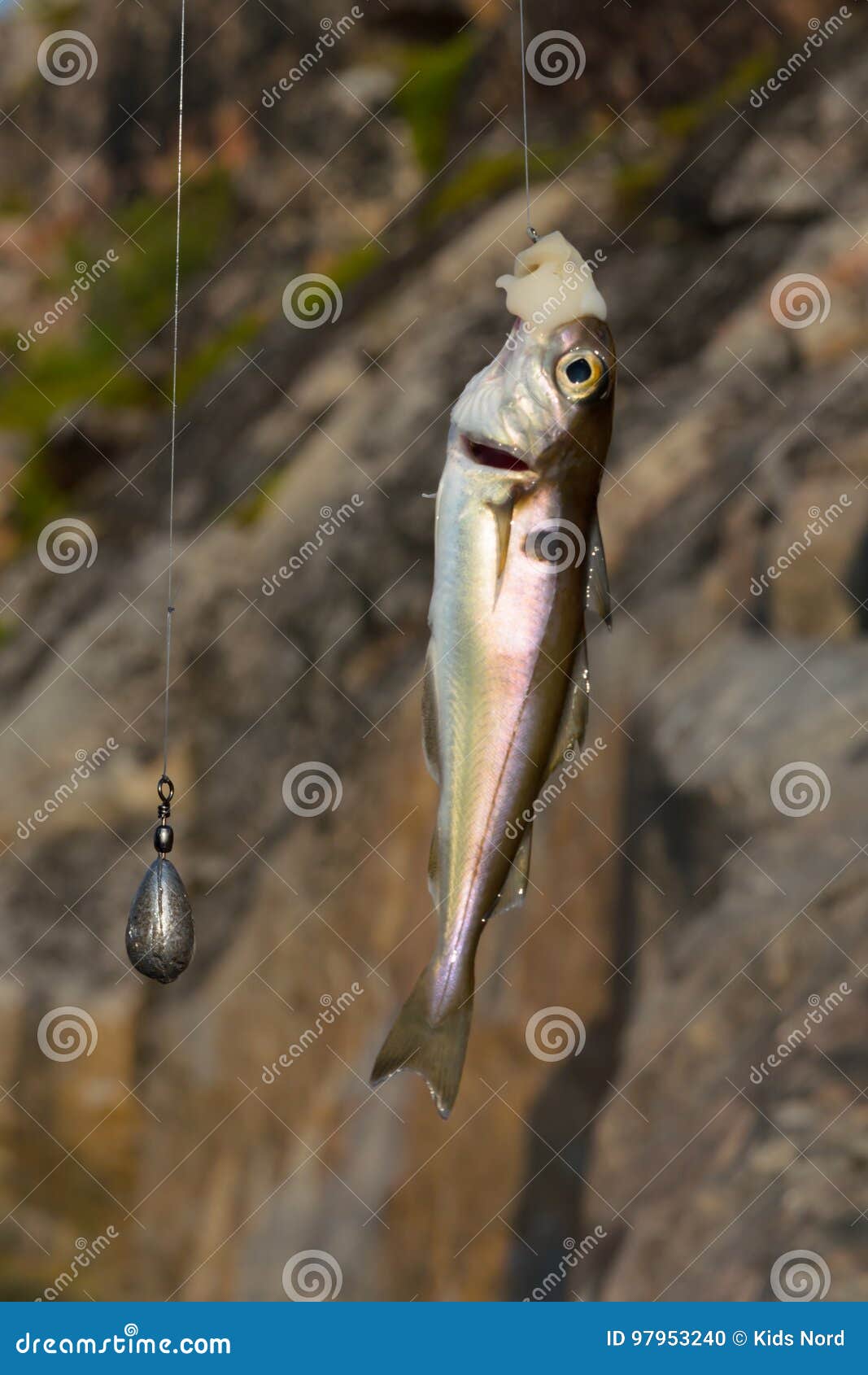 Little Fish on the Hook.Fish Caught in the Sea Stock Photo - Image of ...