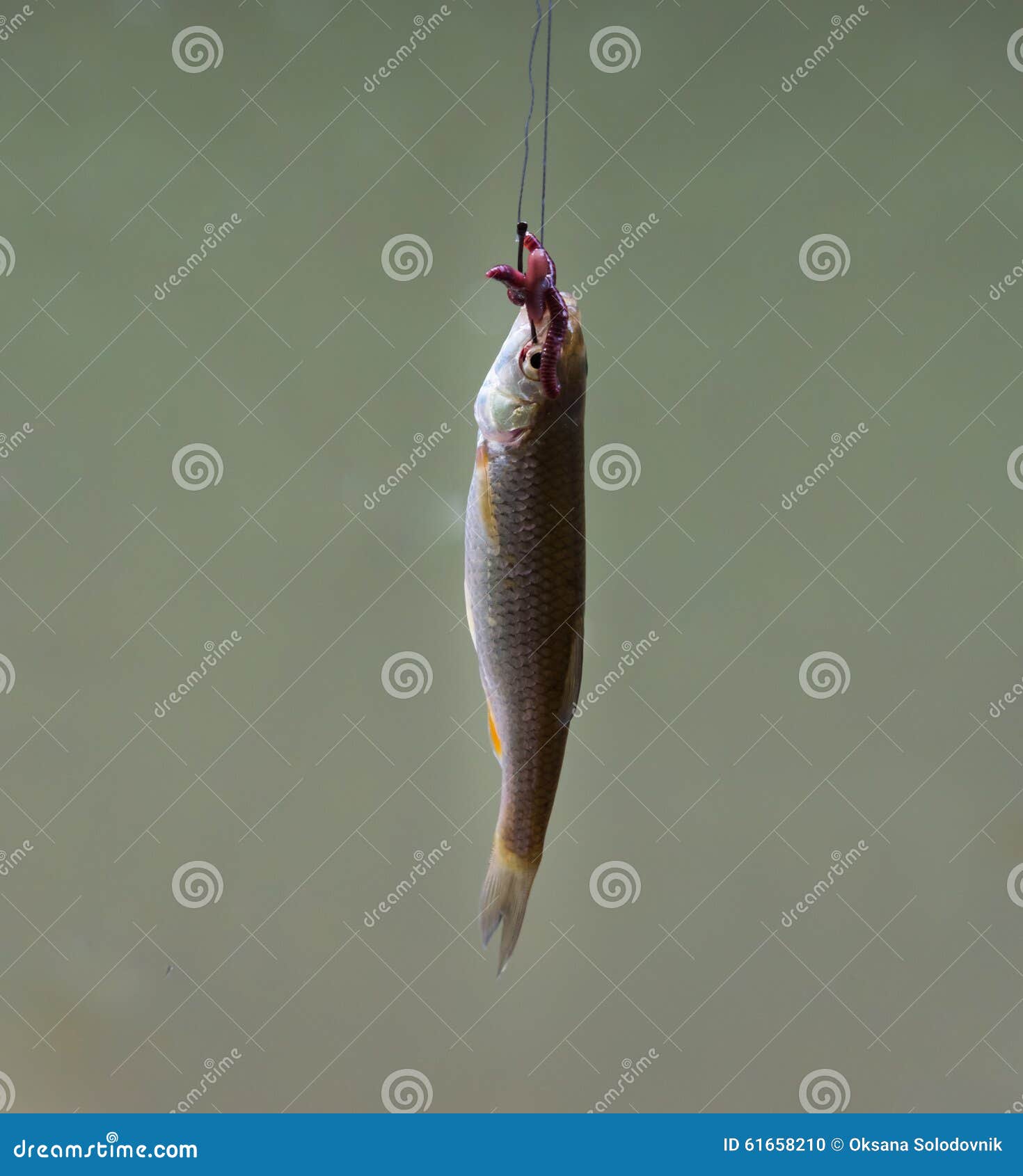 Little fish hooked stock photo. Image of hooked, water - 61658210