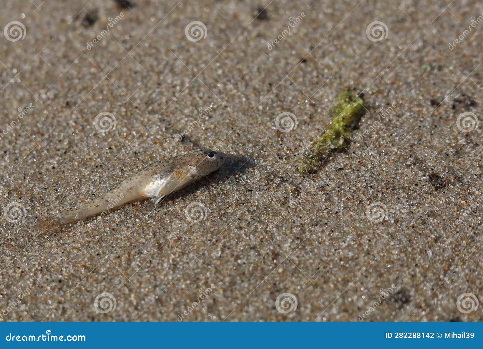 A Little Fish Lying on a Sandy Beach - Has Died Stock Photo - Image of ...