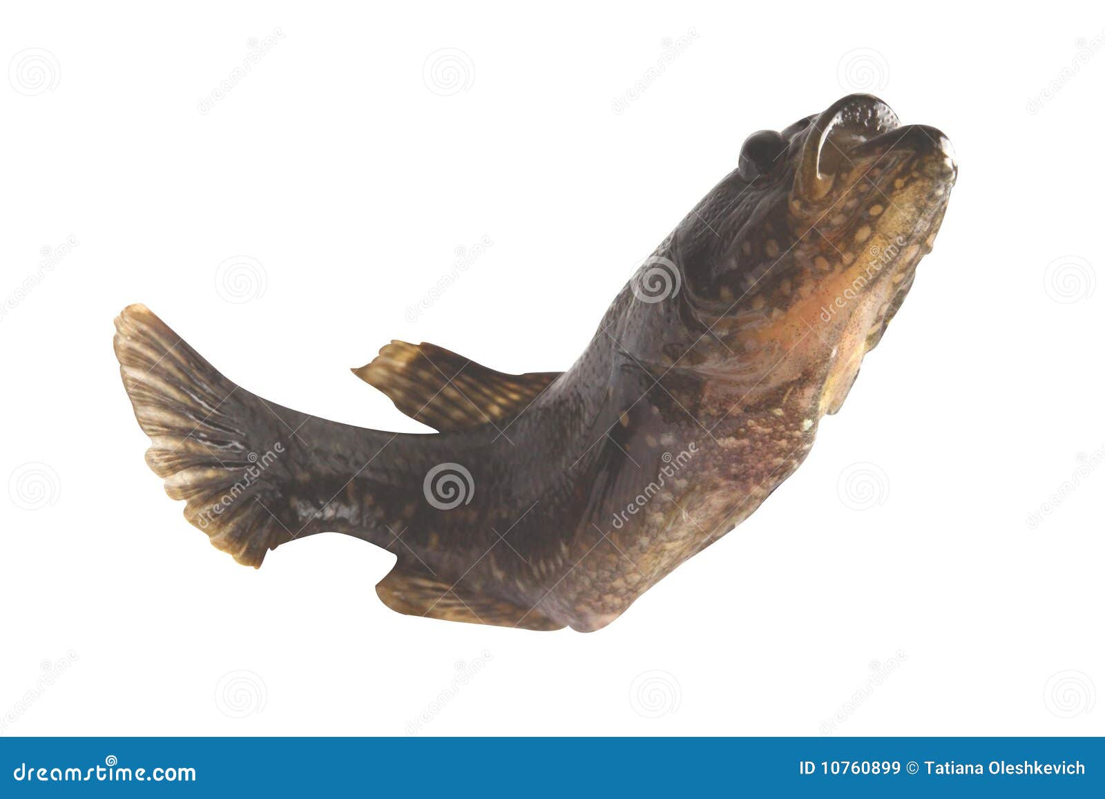 Little Fish with Opened Mouth Isolate Stock Image - Image of river ...