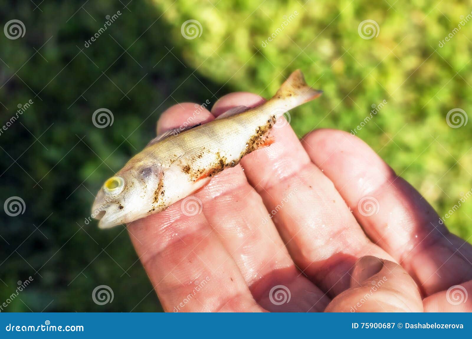 Little fish on palm stock image. Image of natural, small - 75900687