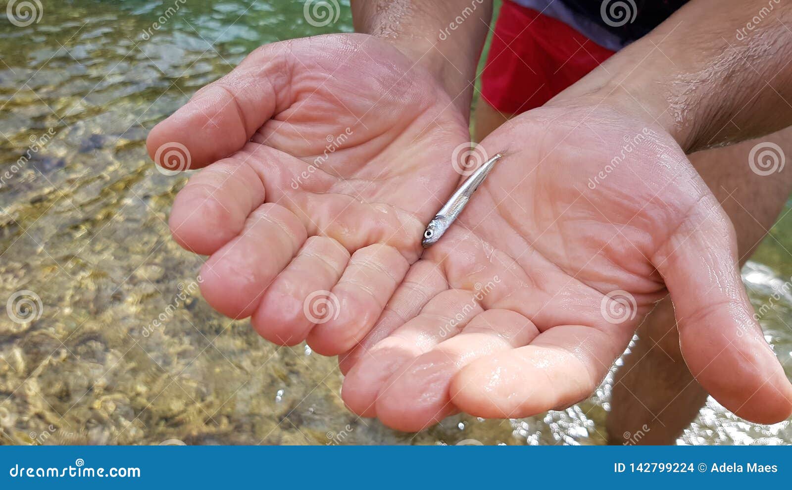 Little fish in the palms stock photo. Image of acean - 142799224