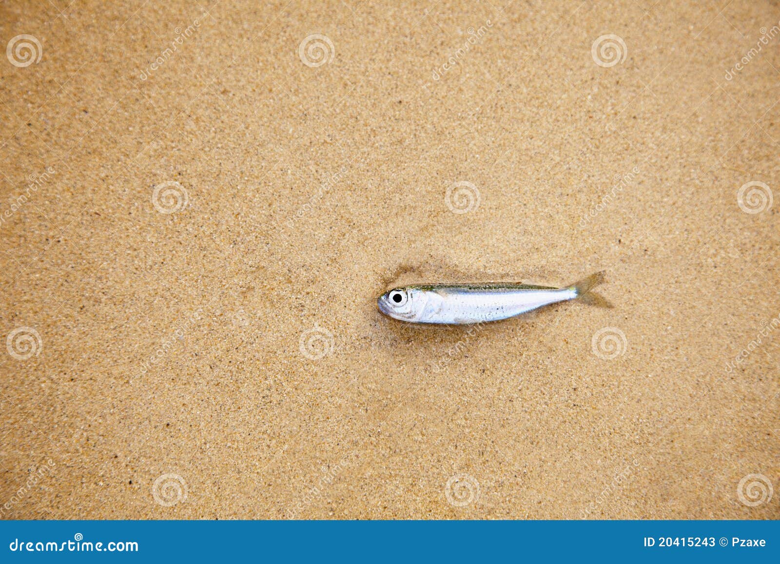 Little Fish on Sandy Beach - Has Died Stock Image - Image of small ...