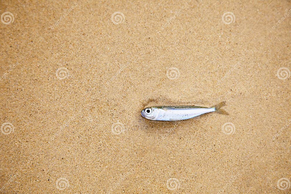 Little Fish on Sandy Beach - Has Died Stock Image - Image of small ...