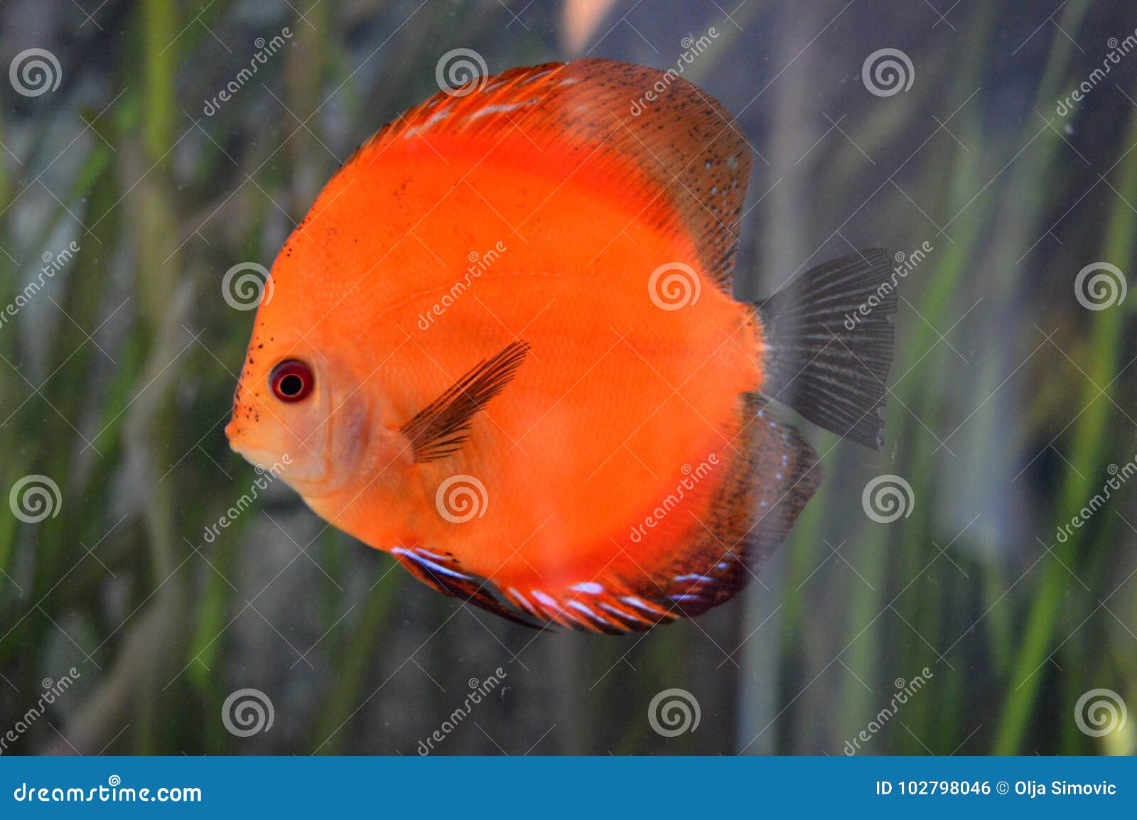 Little fish stock photo. Image of pomacentridae, fauna - 102798046