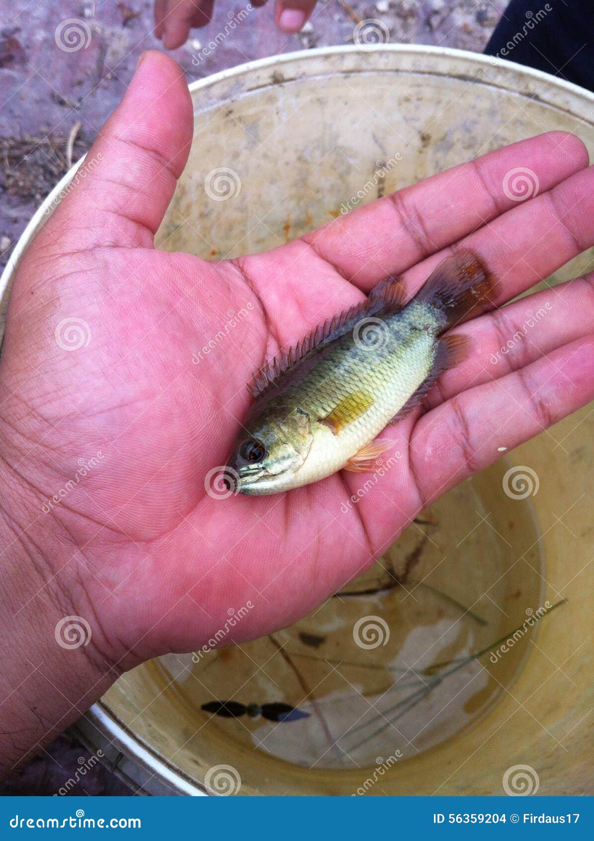 Little fish stock photo. Image of fish, salt, water, small - 56359204