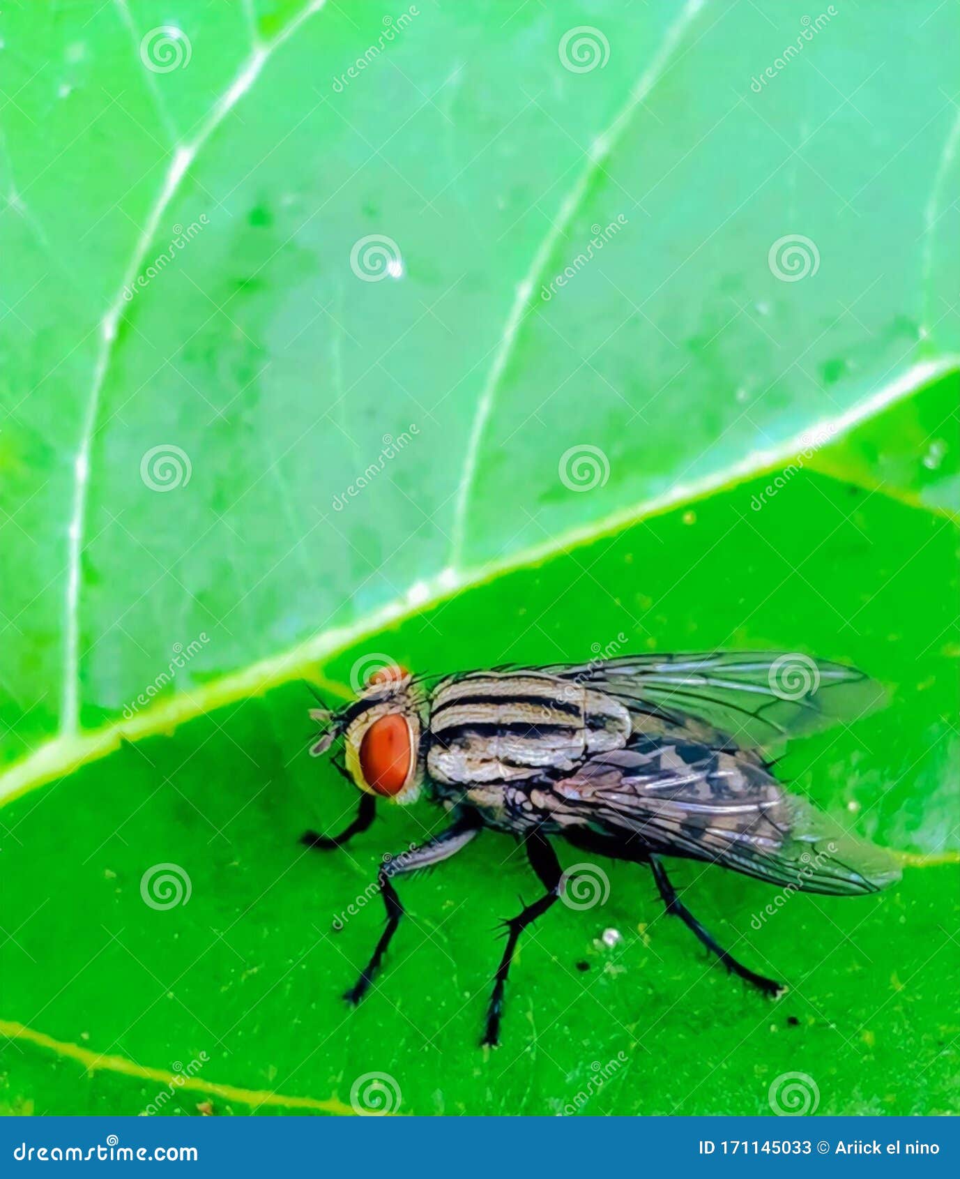 Little Flies Nesting In The Leaves Stock Image | CartoonDealer.com ...