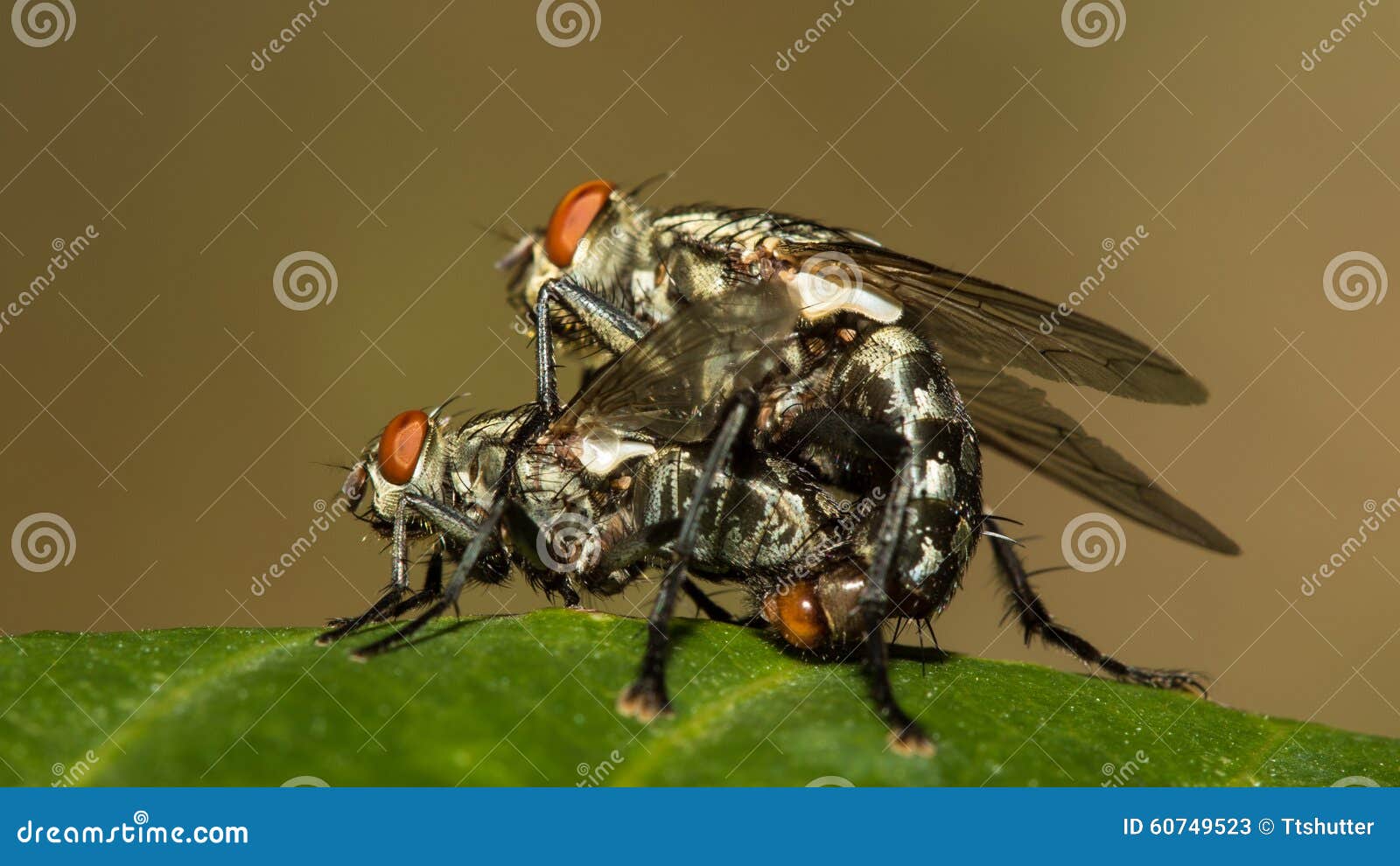 2,347 Little Flies Stock Photos - Free & Royalty-Free Stock Photos from ...